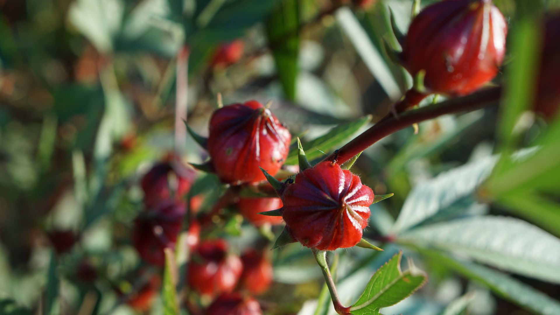 A flower a day keeps obesity away? Study says yes