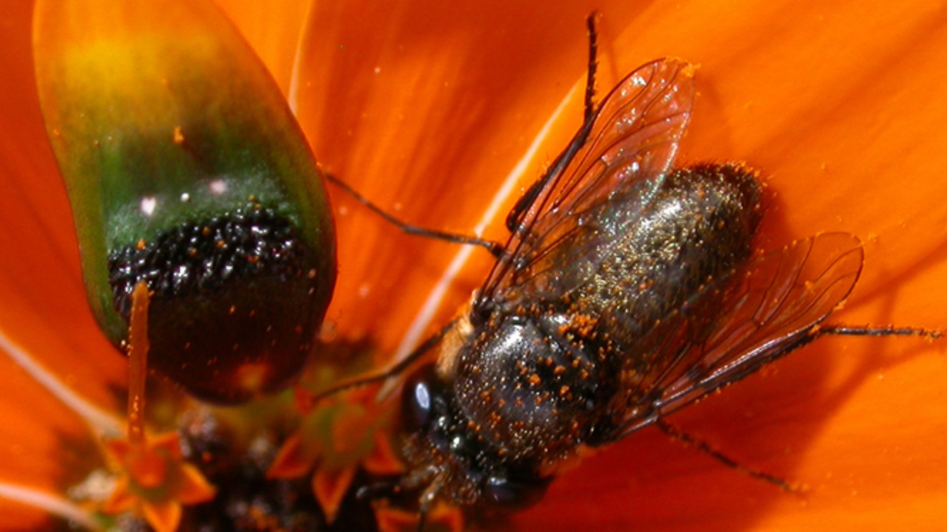 How does this daisy create 3D fake flies? Decades-long mystery solved