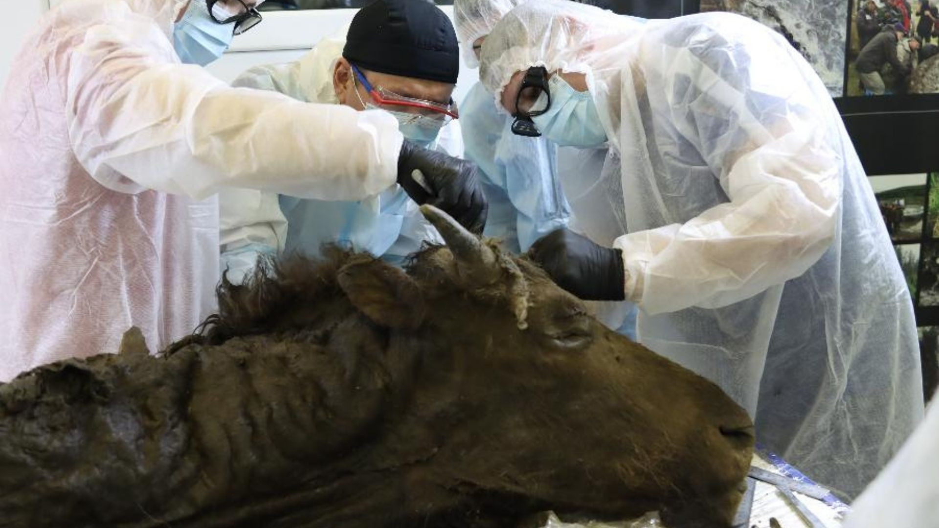 Scientists consider cloning ancient bison dates back 9000 years ago