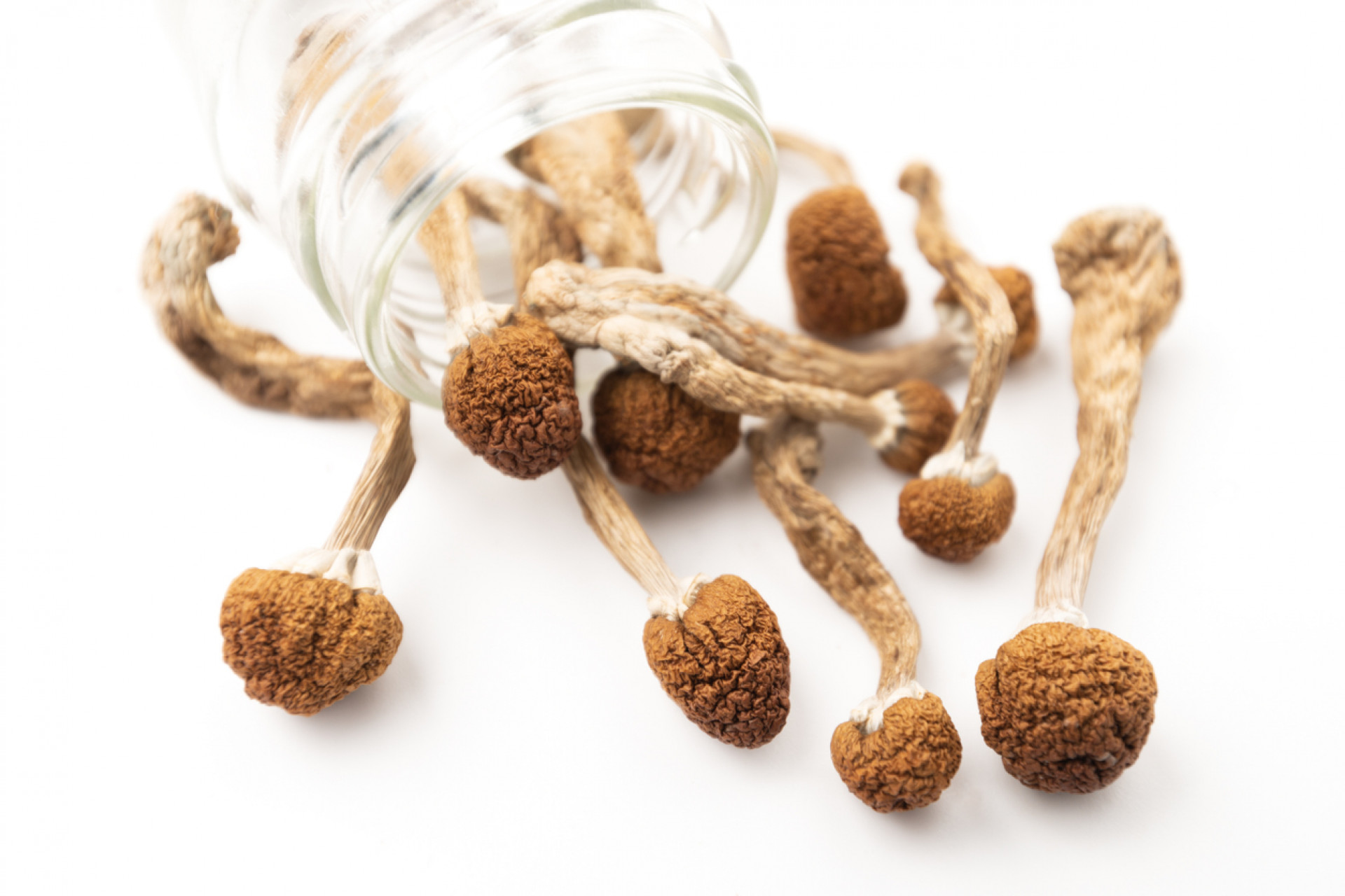 The Fascinating World Of Mind Altering Magic Mushrooms