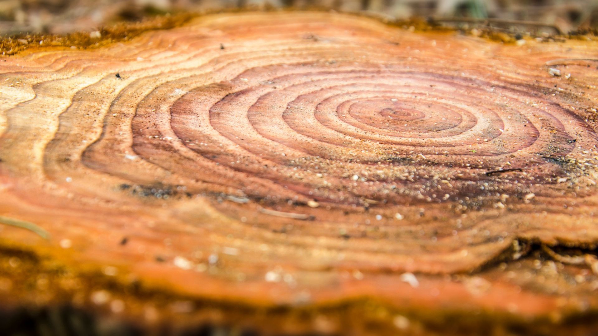 1,000 years of tree rings confirm 2021 heat wave was historic