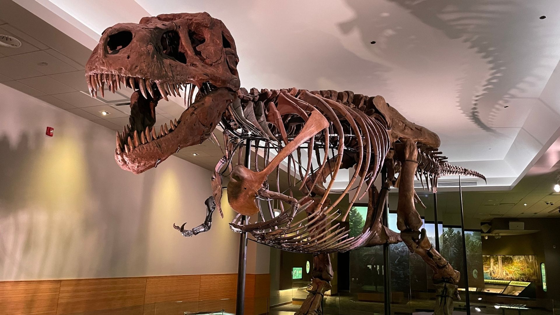 T-rex and other therapods hid their teeth beneath thin lips ...