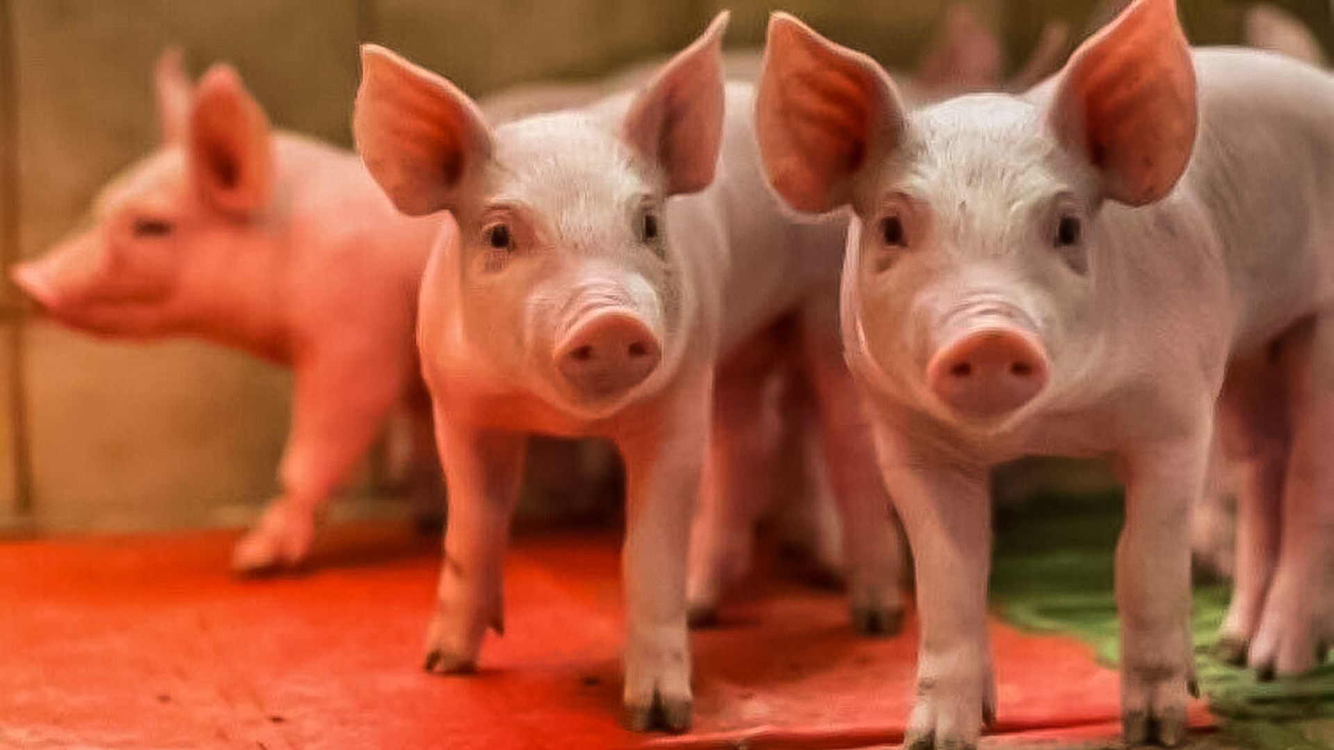 Pig blood can heal and preserve injured human donor lungs for long ...