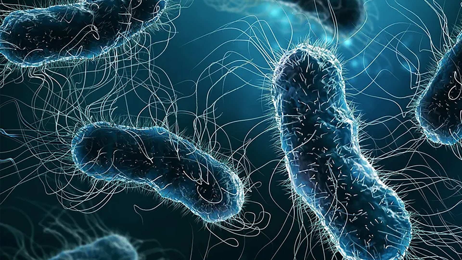Scientists find promising antibiotic-resistant bacteria treatment — gold Scientists find promising antibiotic-resistant bacteria treatment — gold