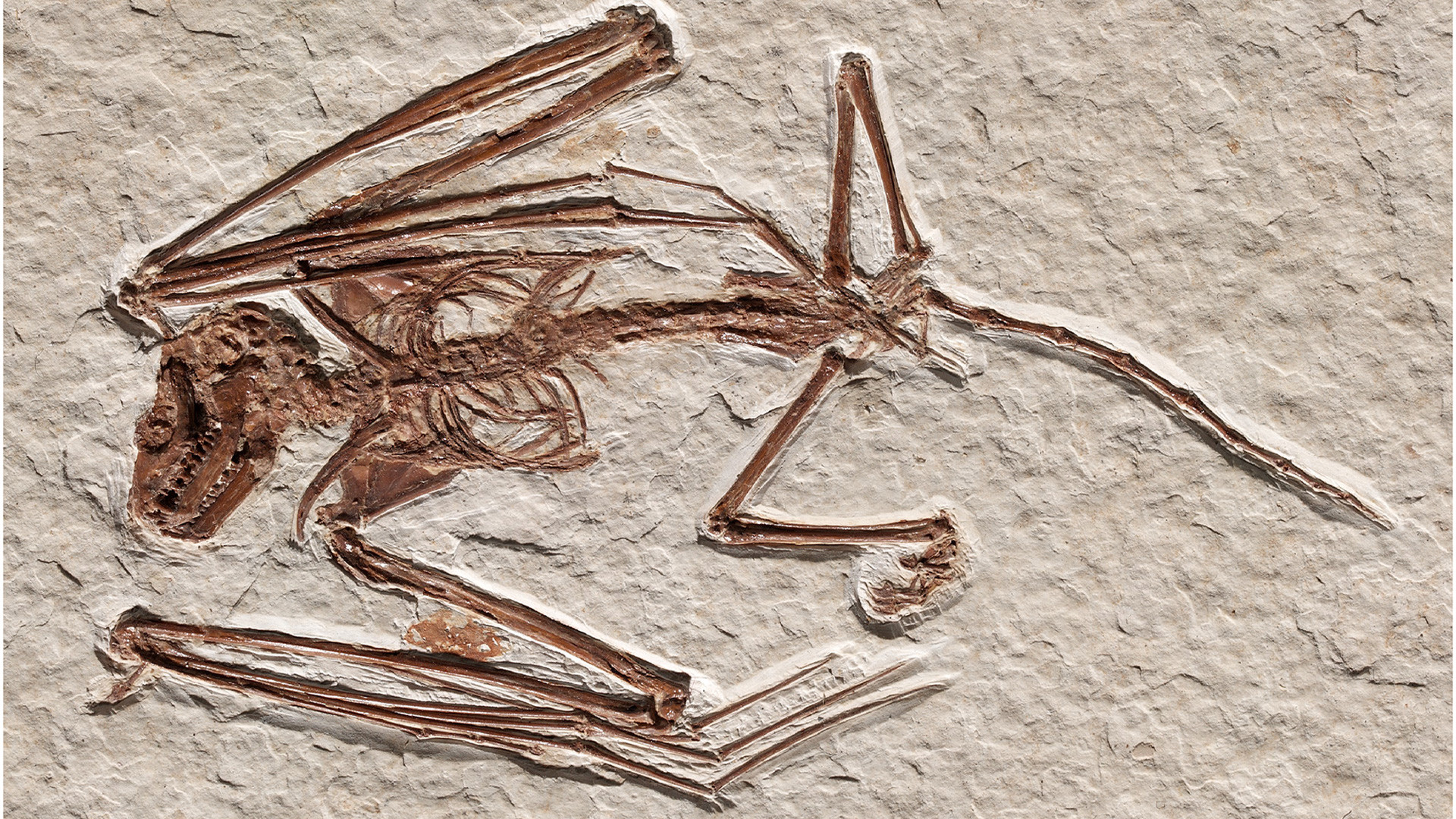 This 52 million-year-old bat skeleton is the oldest bat species ever ...