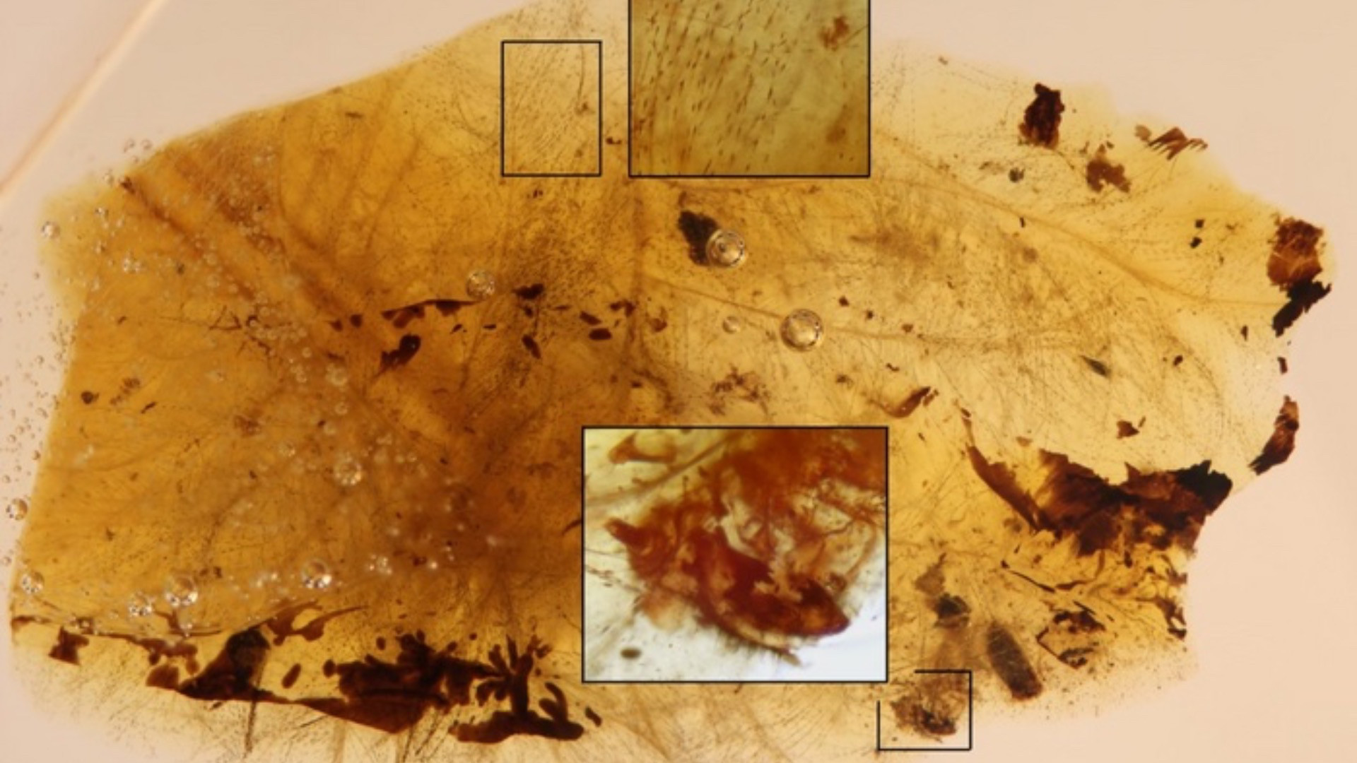 Rare evidence of ‘arthropod-vertebrate relationships’ found preserved ...