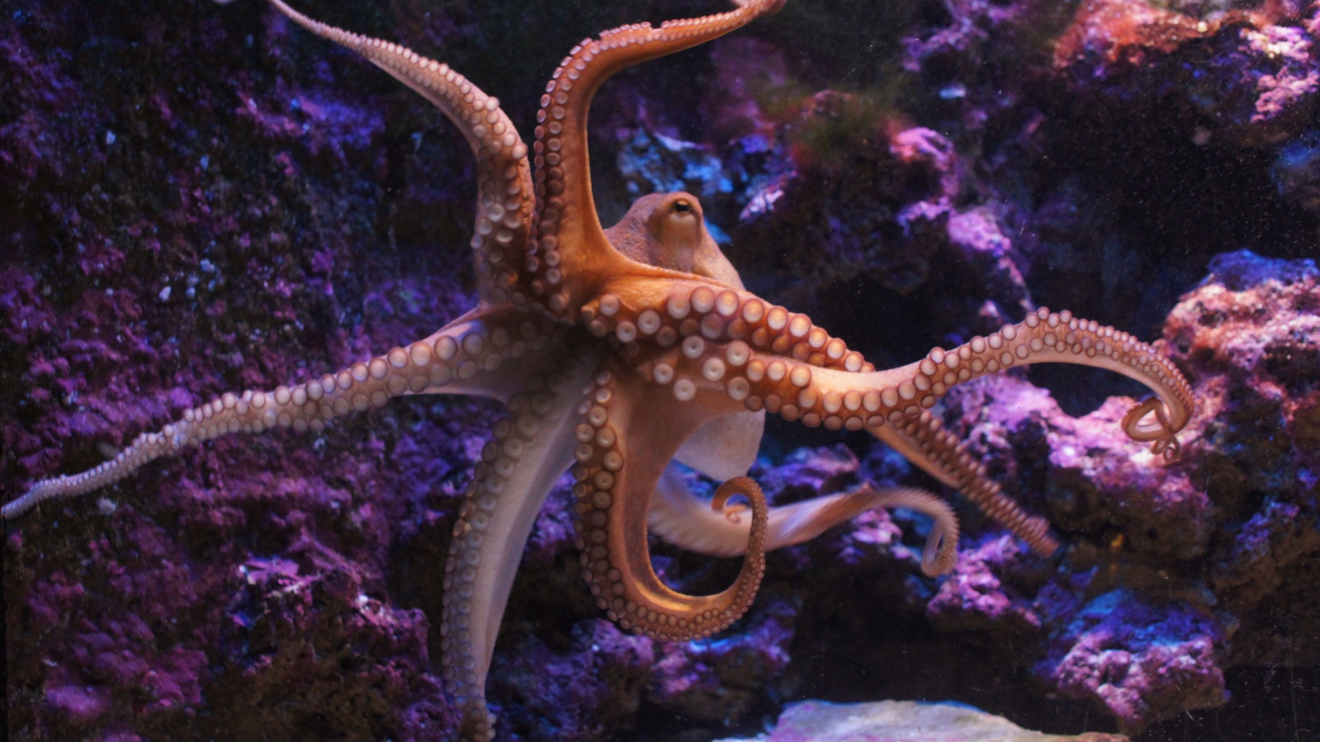 Studies reveal how octopuses evolved to sense their surroundings over ...