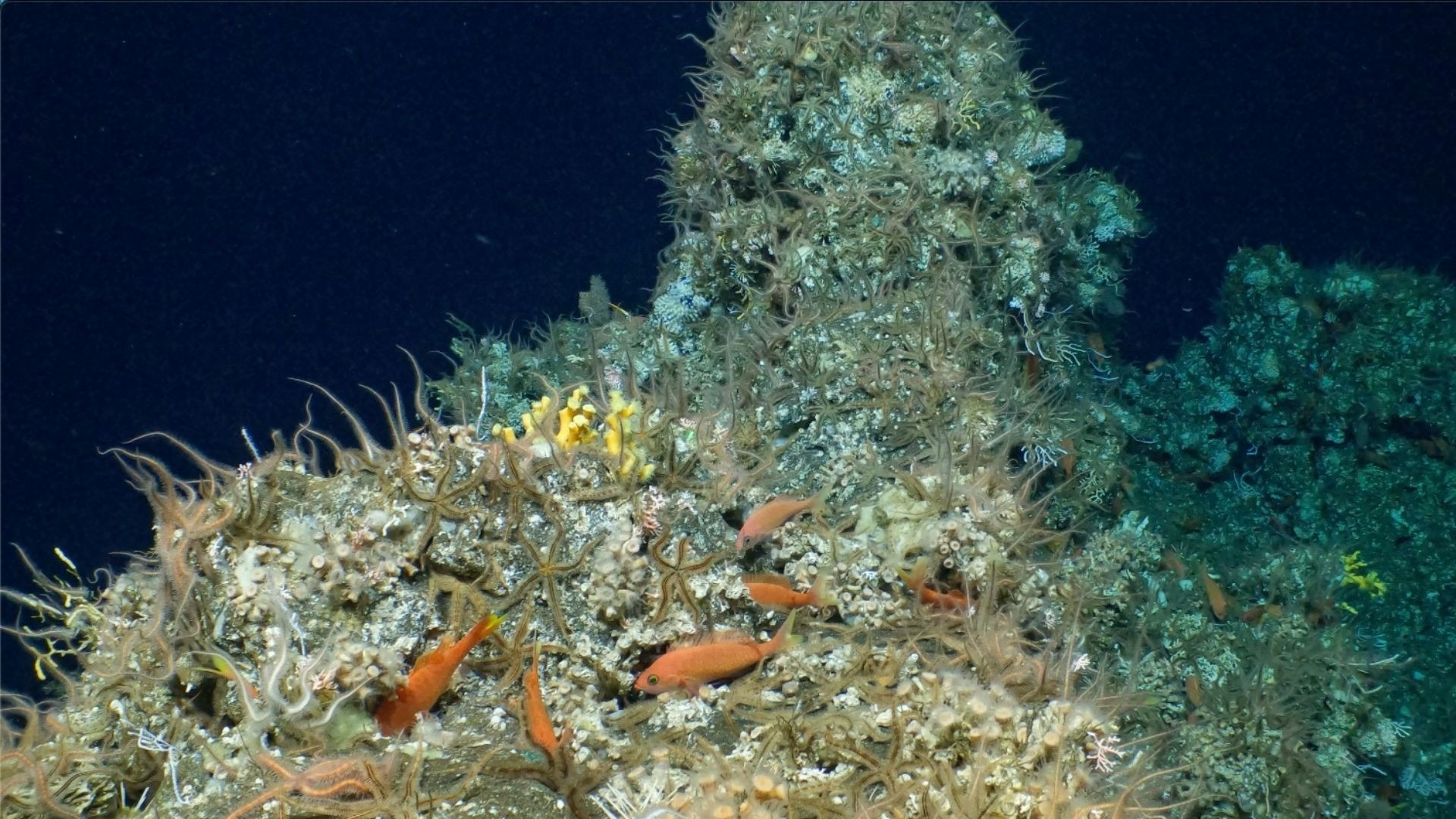 Newly discovered coral reef adds to Galapagos Islands' biodiversity riches