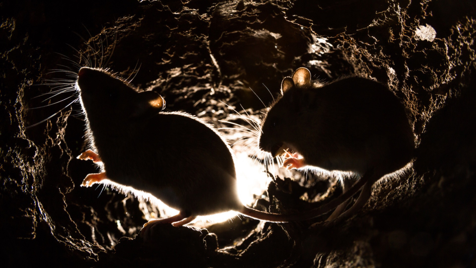 Rodents went to space and returned with more gut bacteria, here’s what ...
