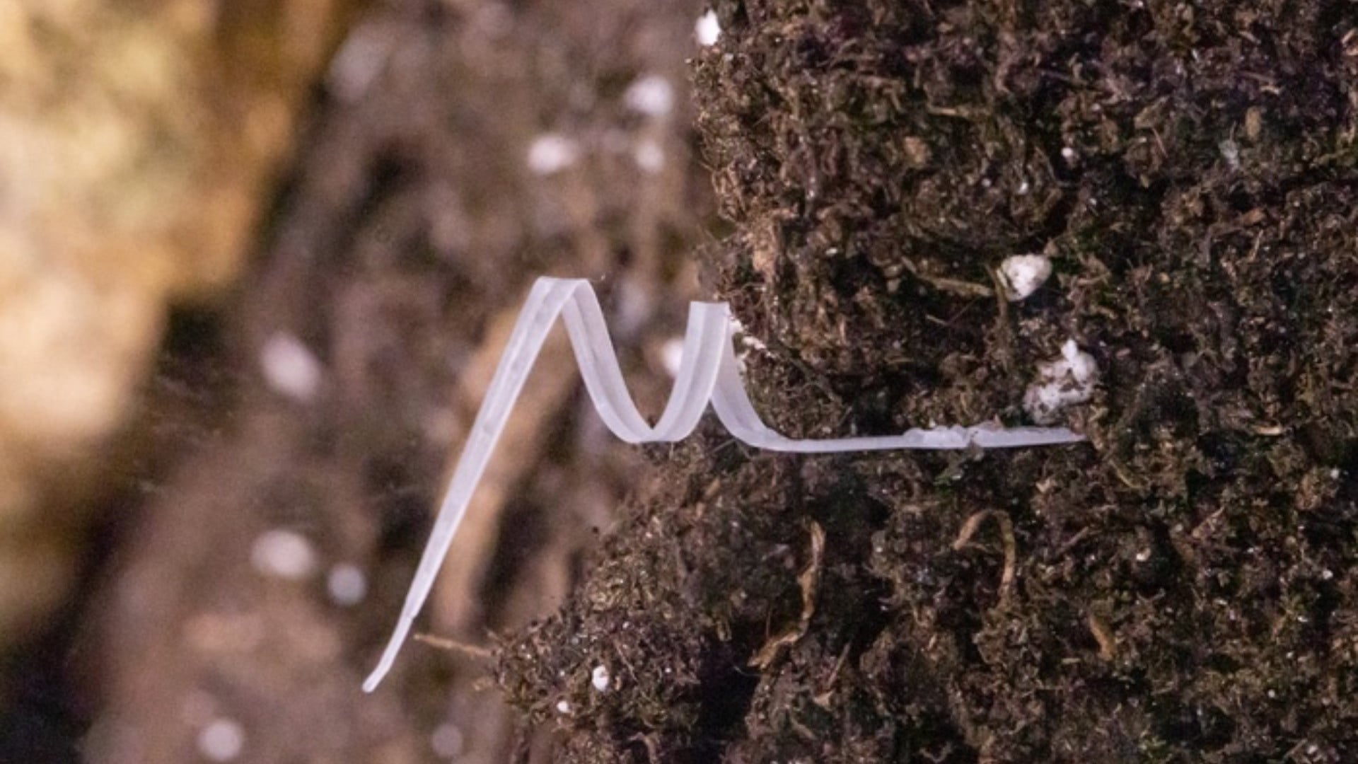 First ever 3D-printed biodegradable ‘seed robot’ created to monitor ...