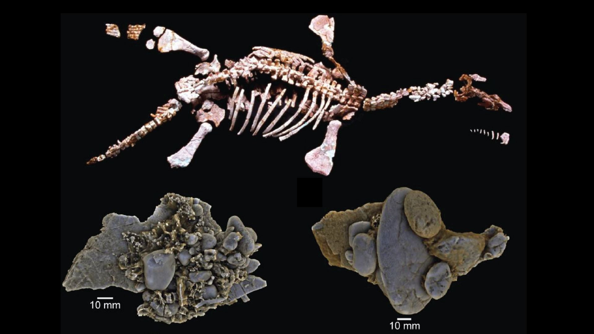 Scientists use X-rays to reveal prehistoric predator's last supper