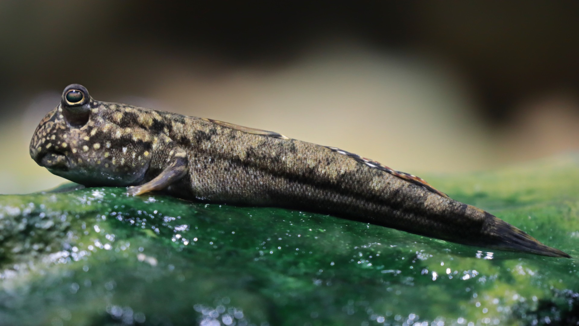 Blinking helped our ancestors evolve from water to land, finds study