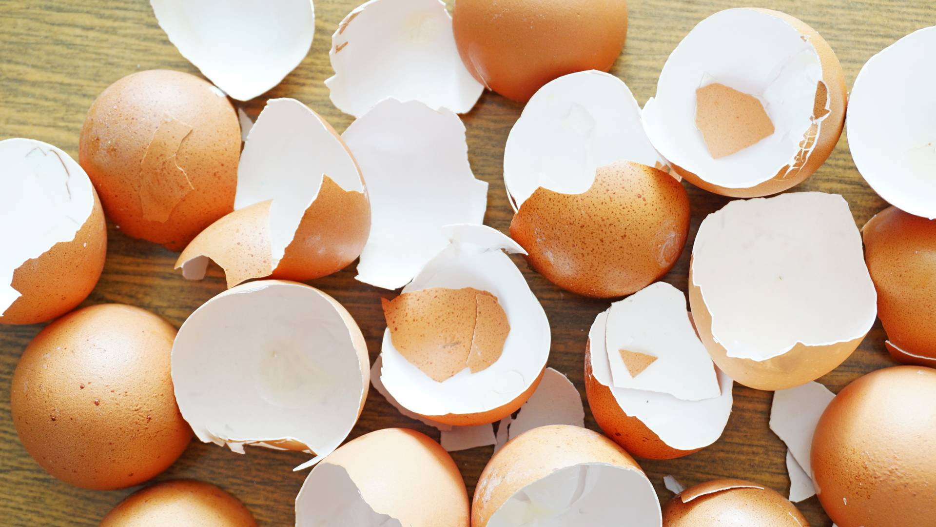 Scientists invent safe bone graft materials made out of eggshells