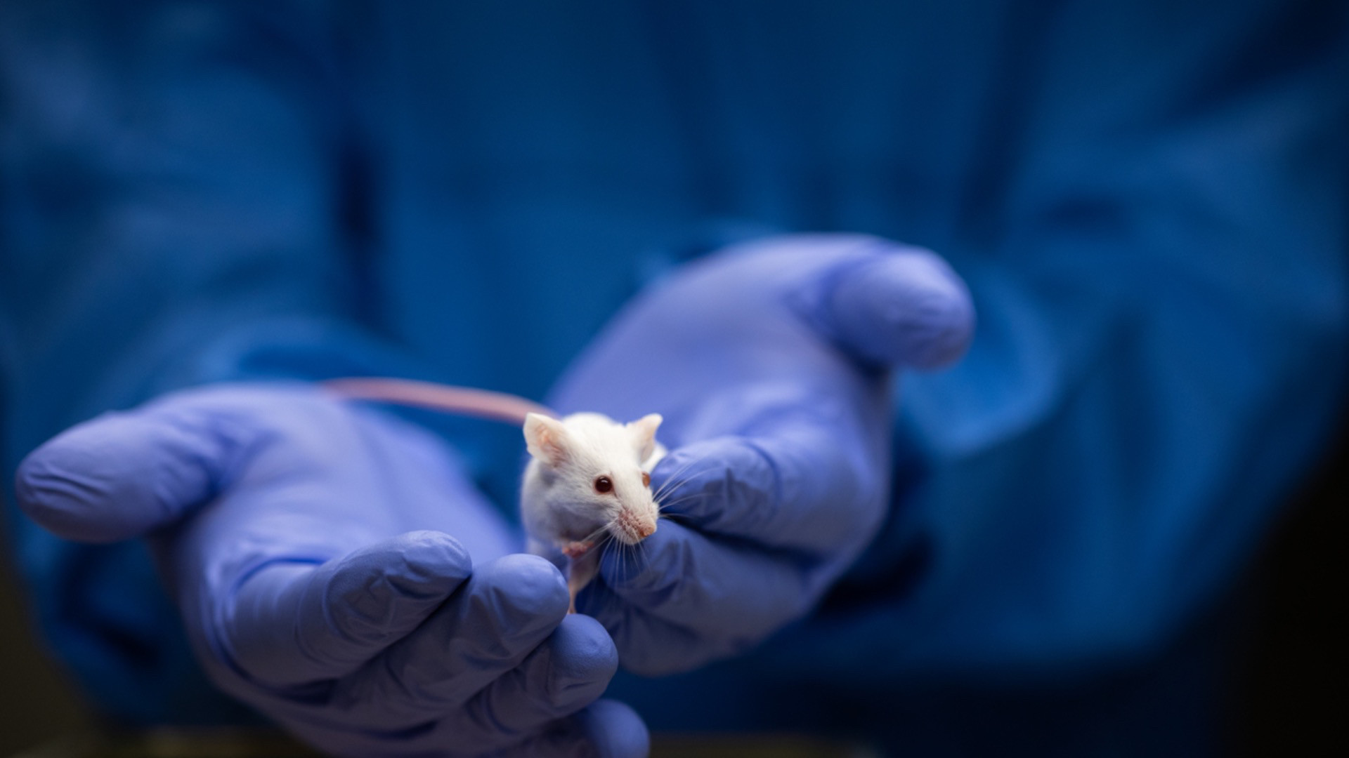 Scientists create new map of dead mice that showcase details at ...