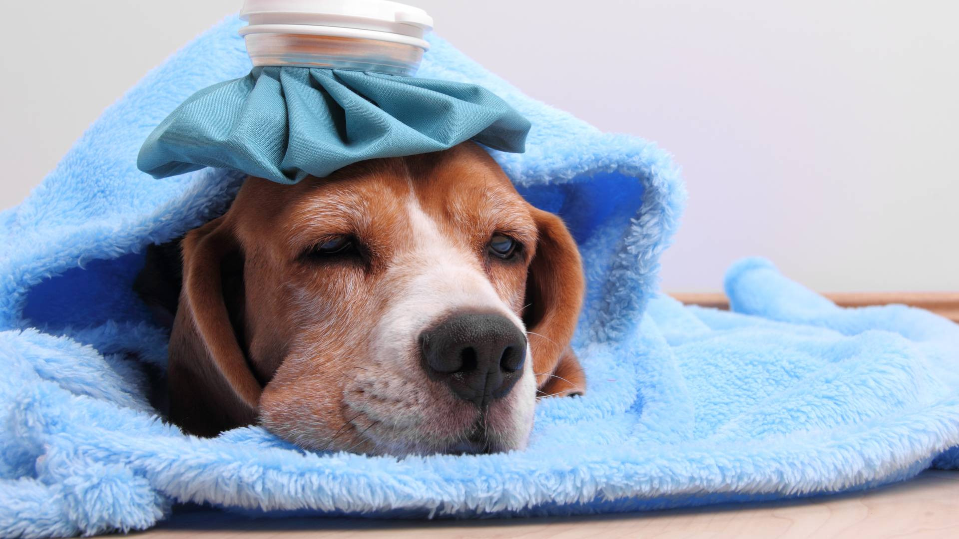 A 'dog flu' may soon be able to infect humans, study indicates