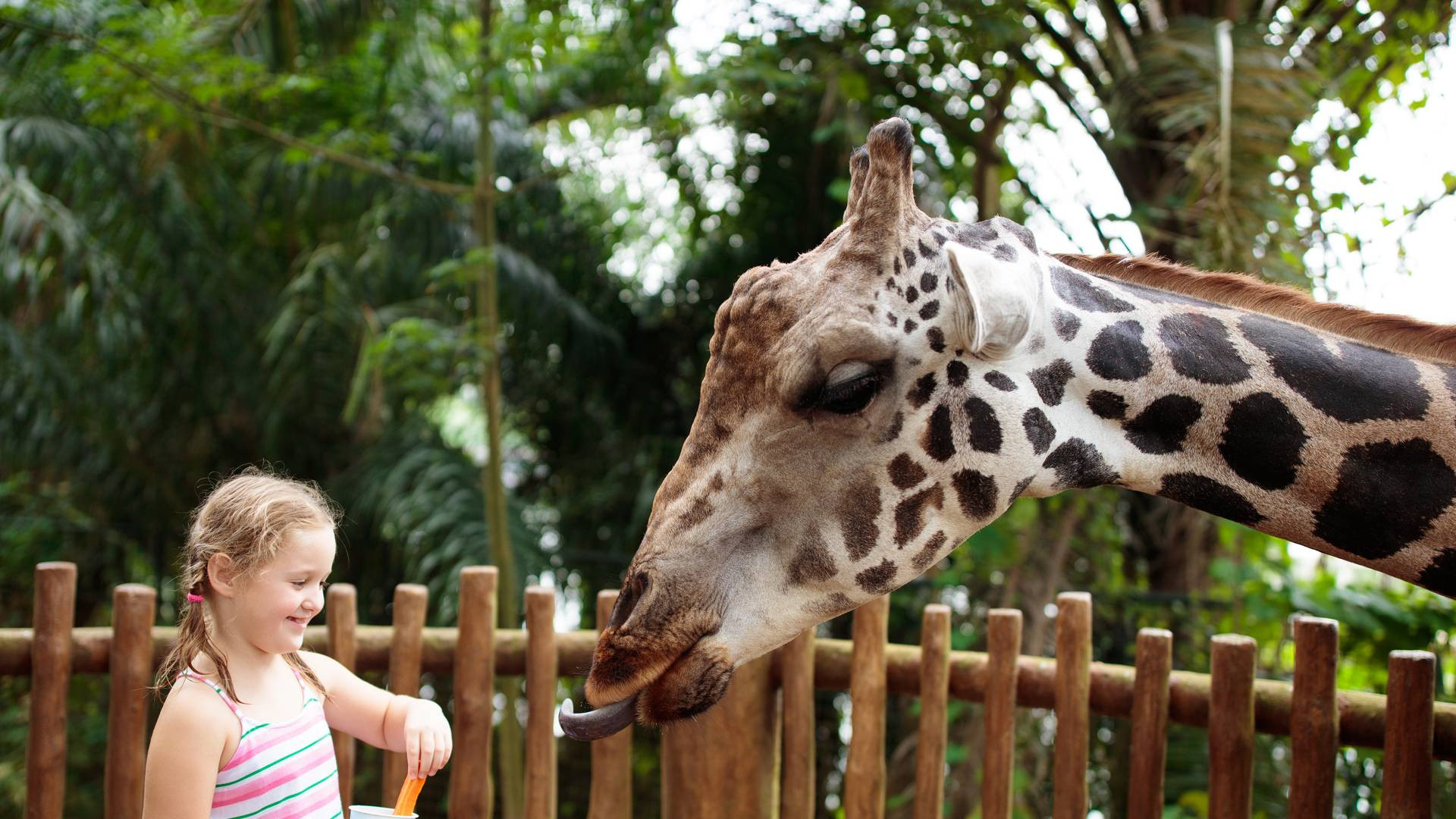 Giraffes' statistical skills make researchers question big brain theory