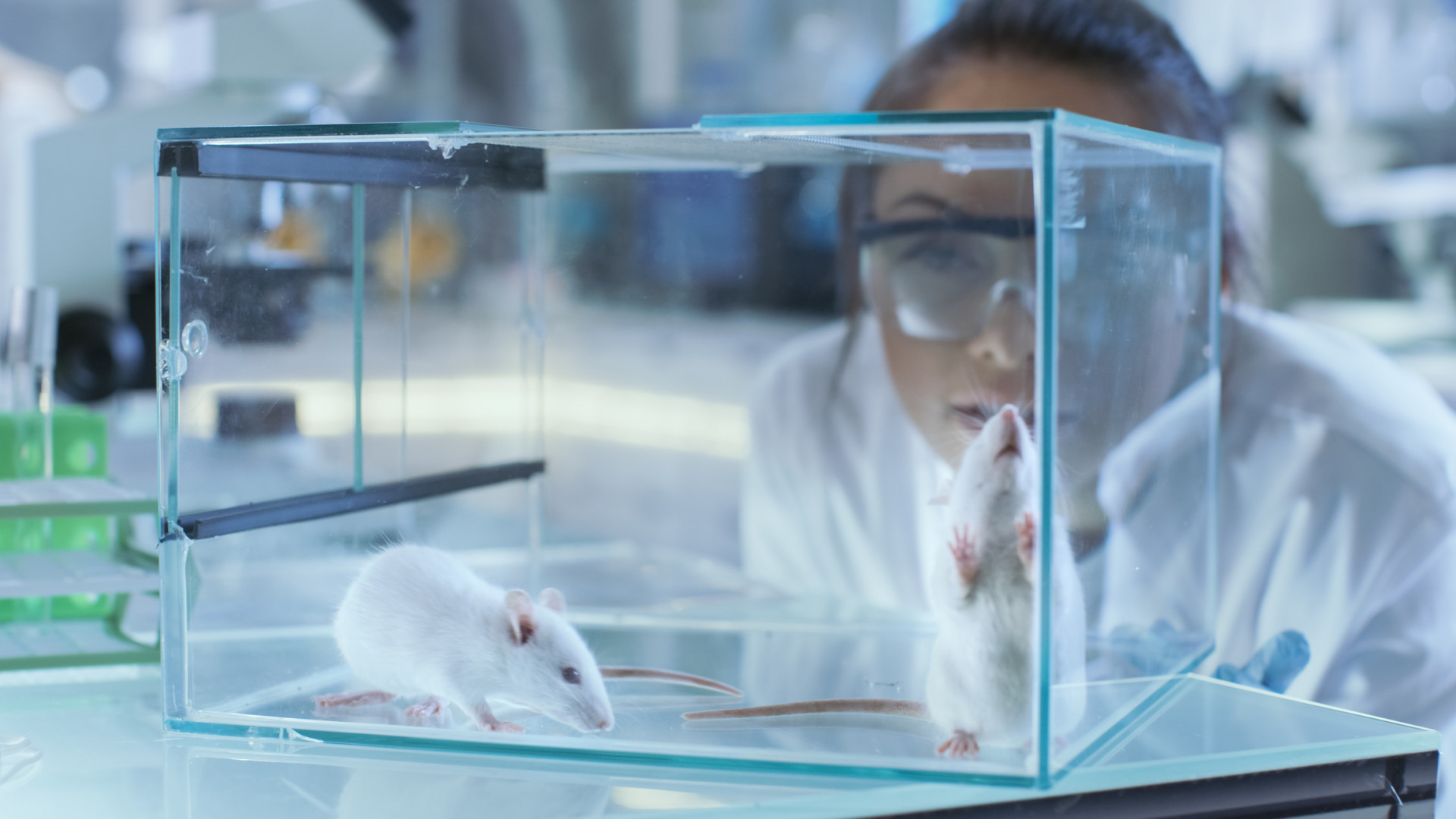 Researchers unlock the fountain of youth in mice through genetically ...