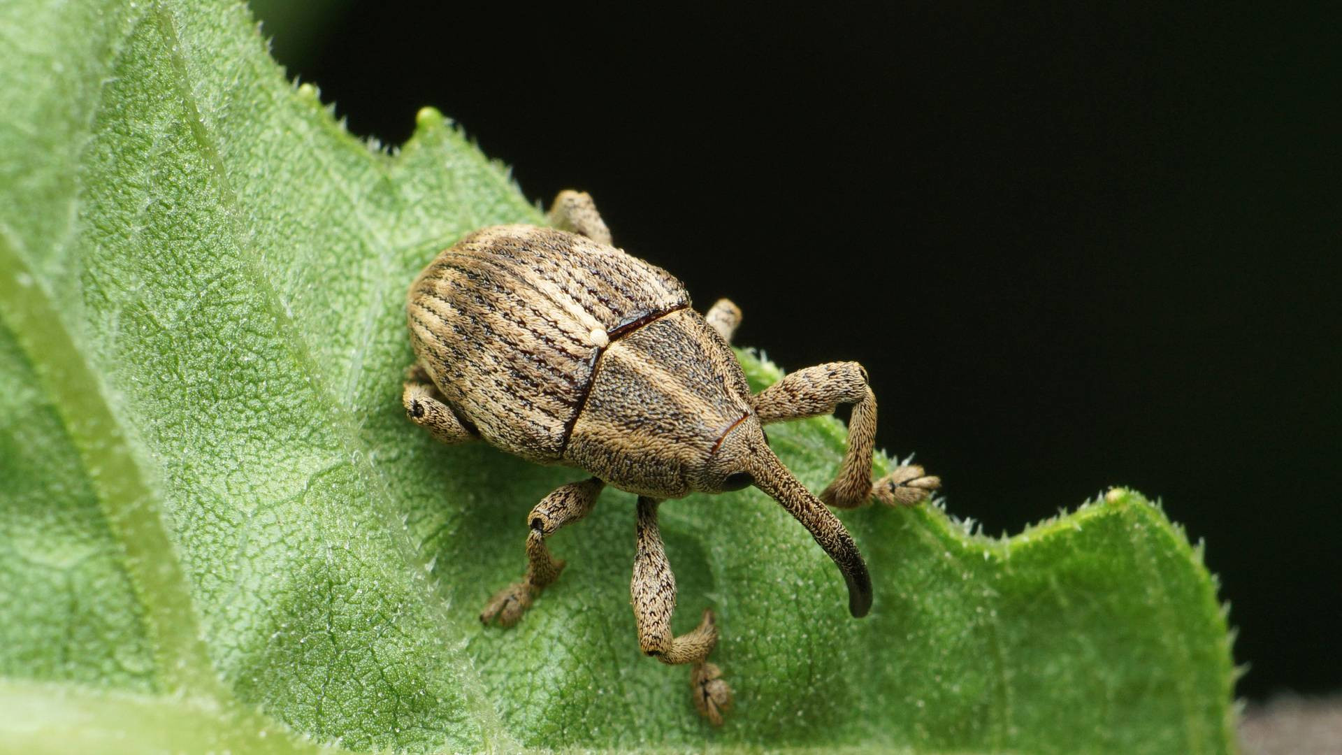 Unveiling the hidden heroes: Weevils as surprising pollinators
