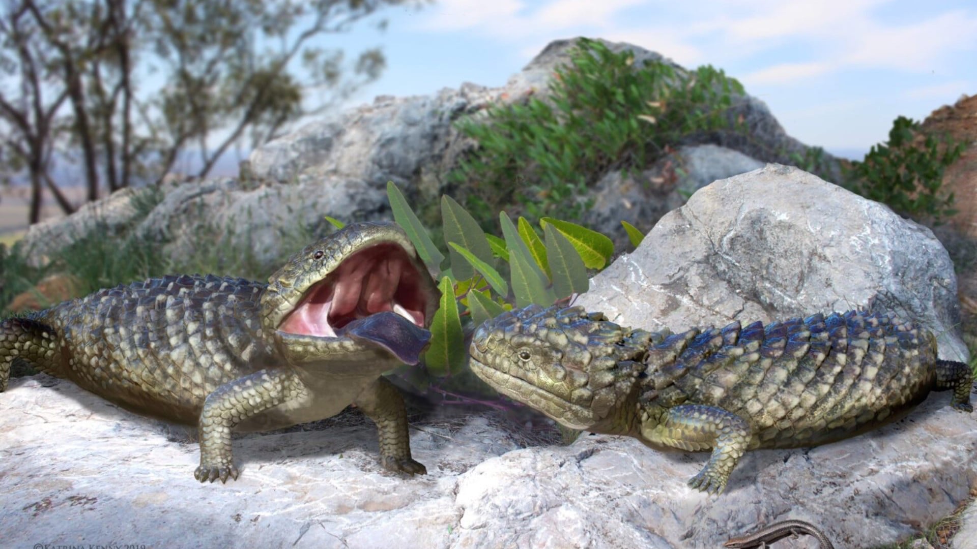 Fossils of huge ancient lizard with spiky armor skin recovered in Australia