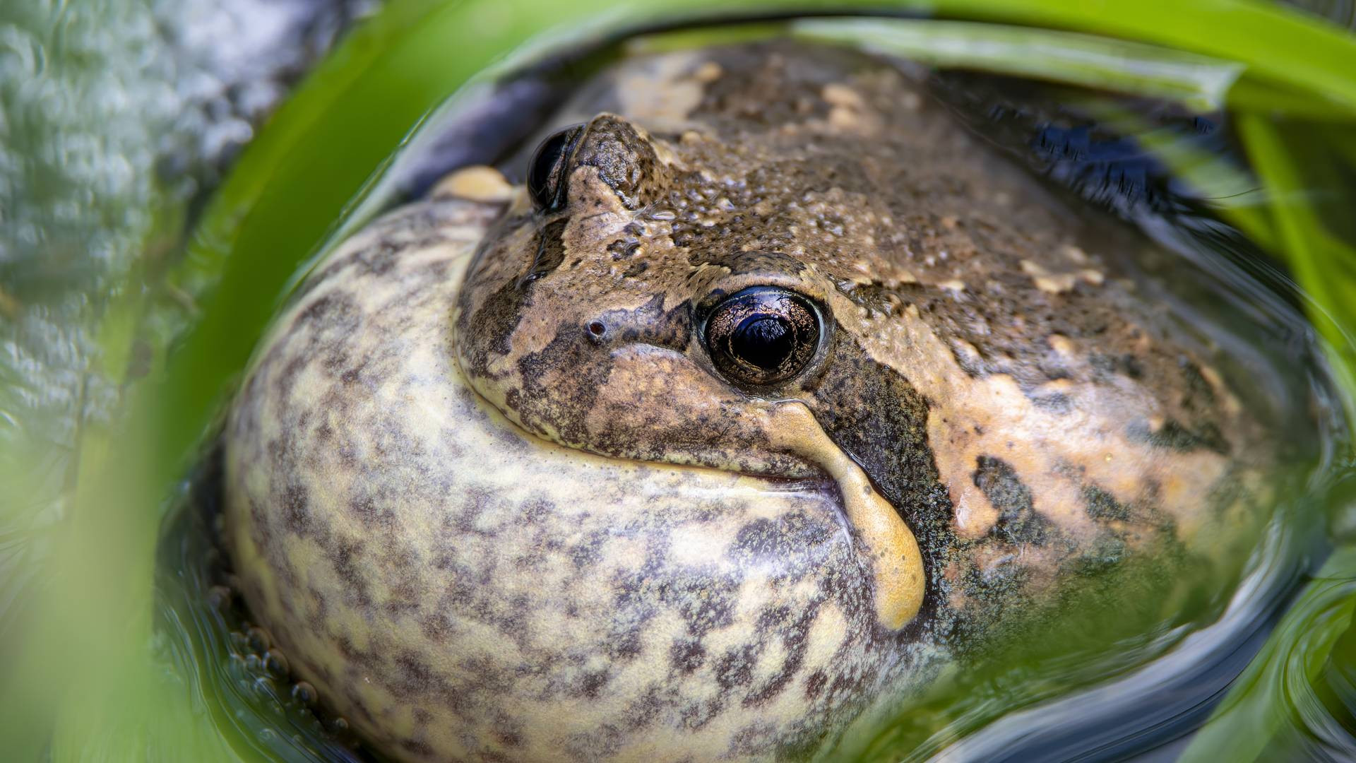 Frogs have different accents, reveals new study