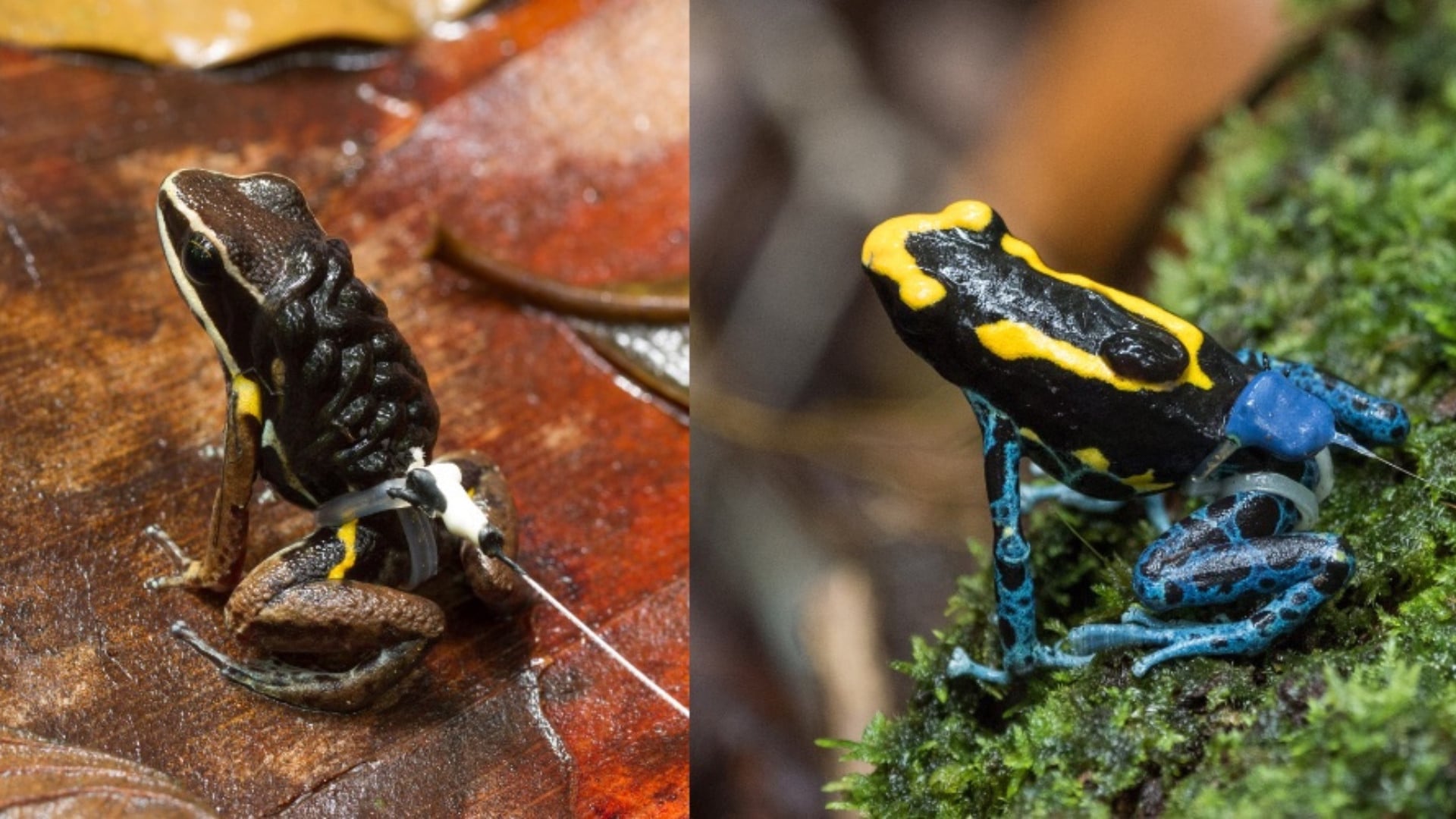 Scientists put 'G-strings' on tiny frogs to track their movement