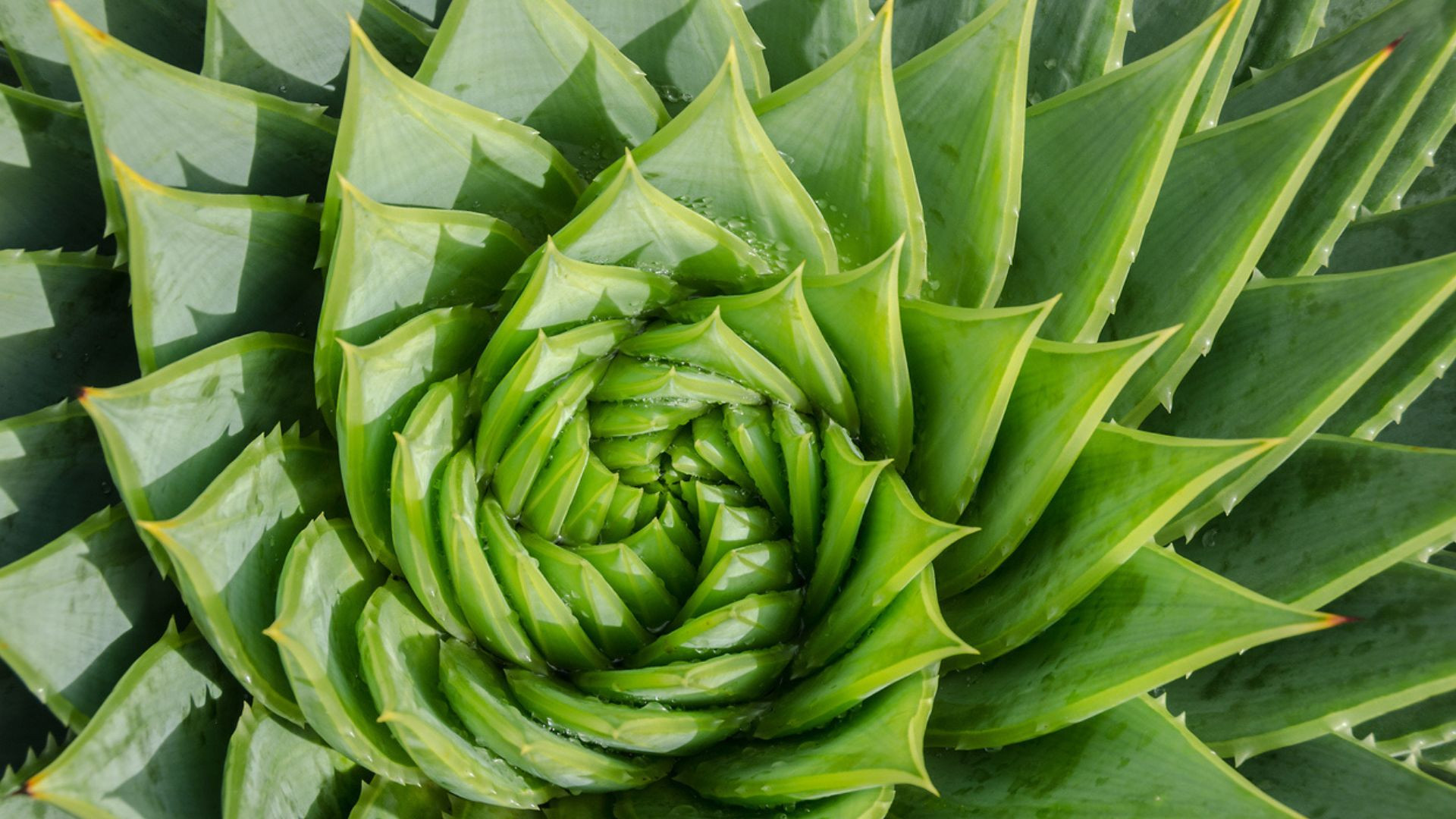 400 million-year-old fossil reveals the evolution of Fibonacci spirals ...