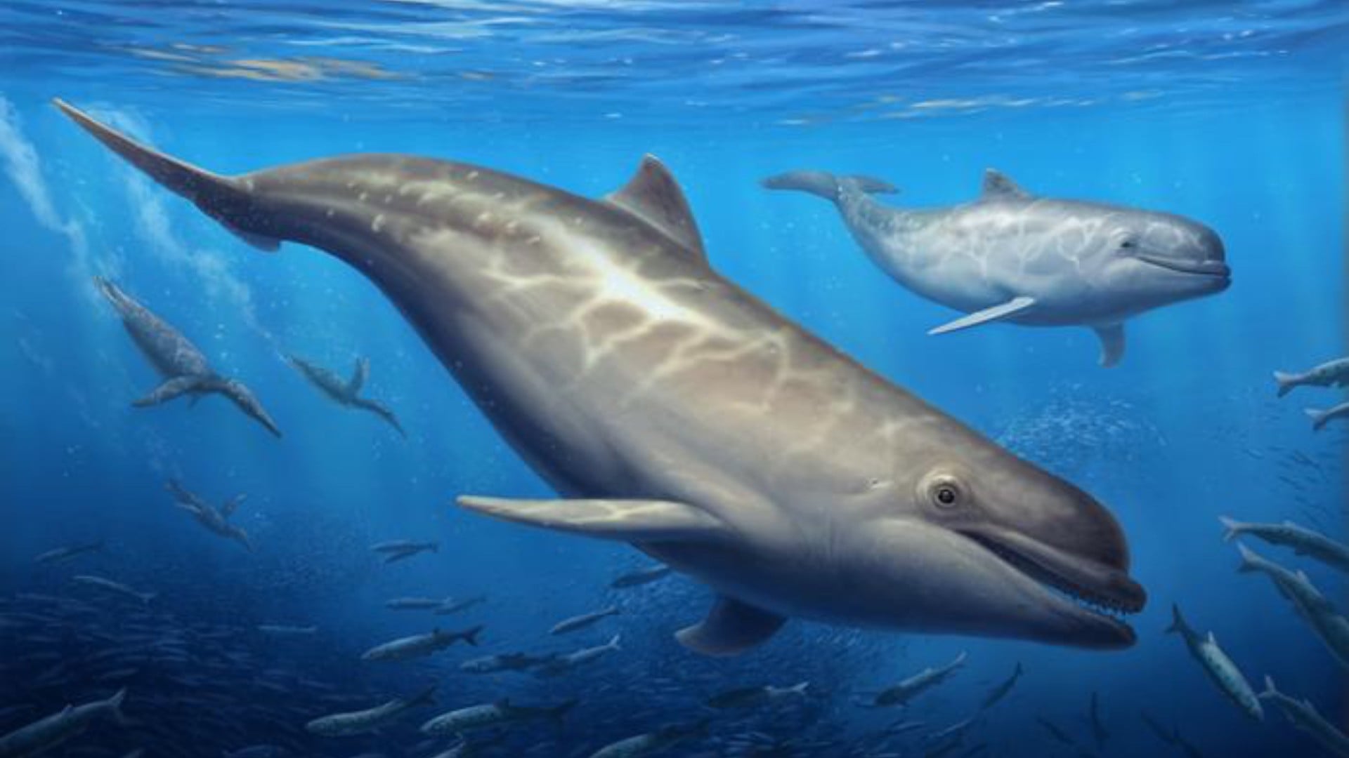 New fossils unveil dolphin ancestors from 28 million years ago