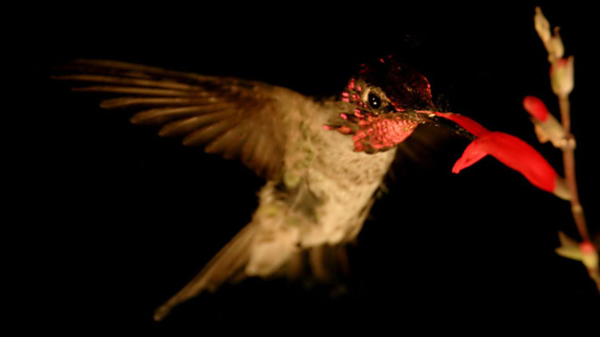 New study reveals hummingbirds get drunk on alcohol-laced nectar