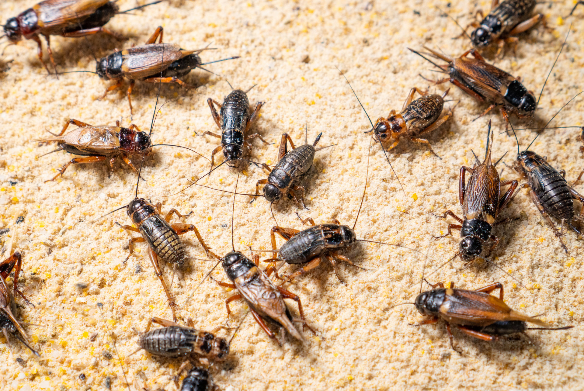 Elko, Nevada battling biblical invasion as crickets overrun town