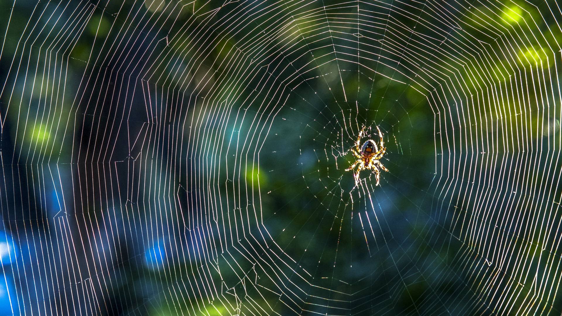 Scientists use microscopy to investigate the toughness of spider silk