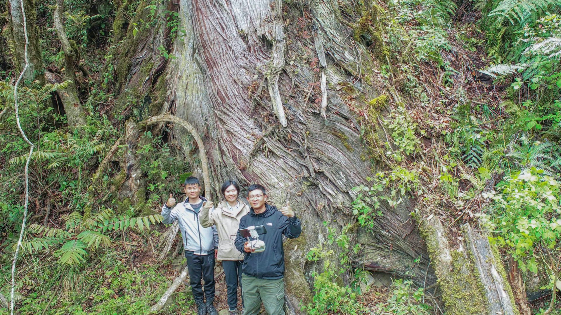 Record-breaking tree in China stands as Asia's tallest at 102.3 meters