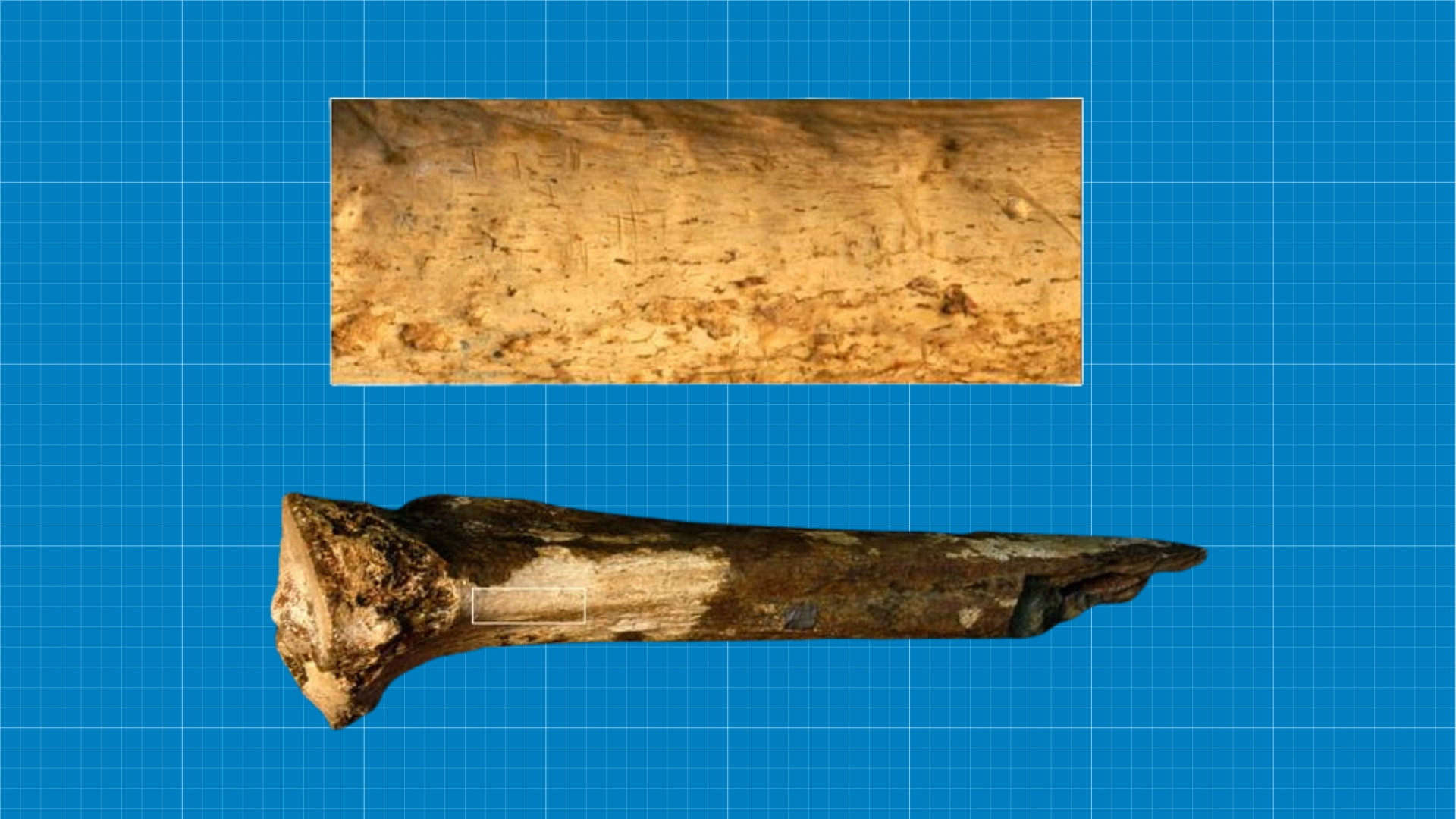 Ancient humans butchered one other 1.45 million years ago, here's proof