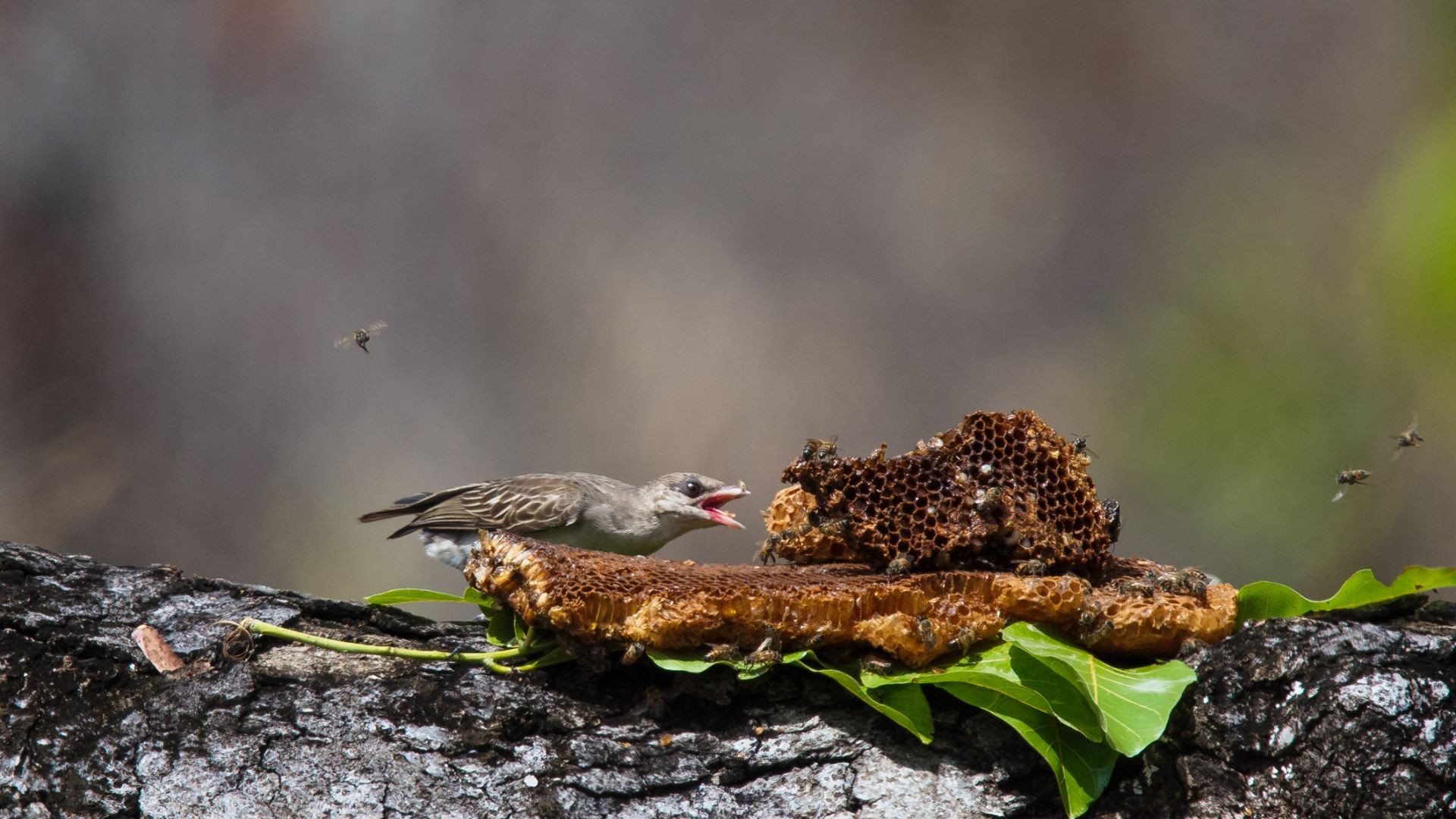 Honeyguide birds unite with honey badgers to locate bees nest