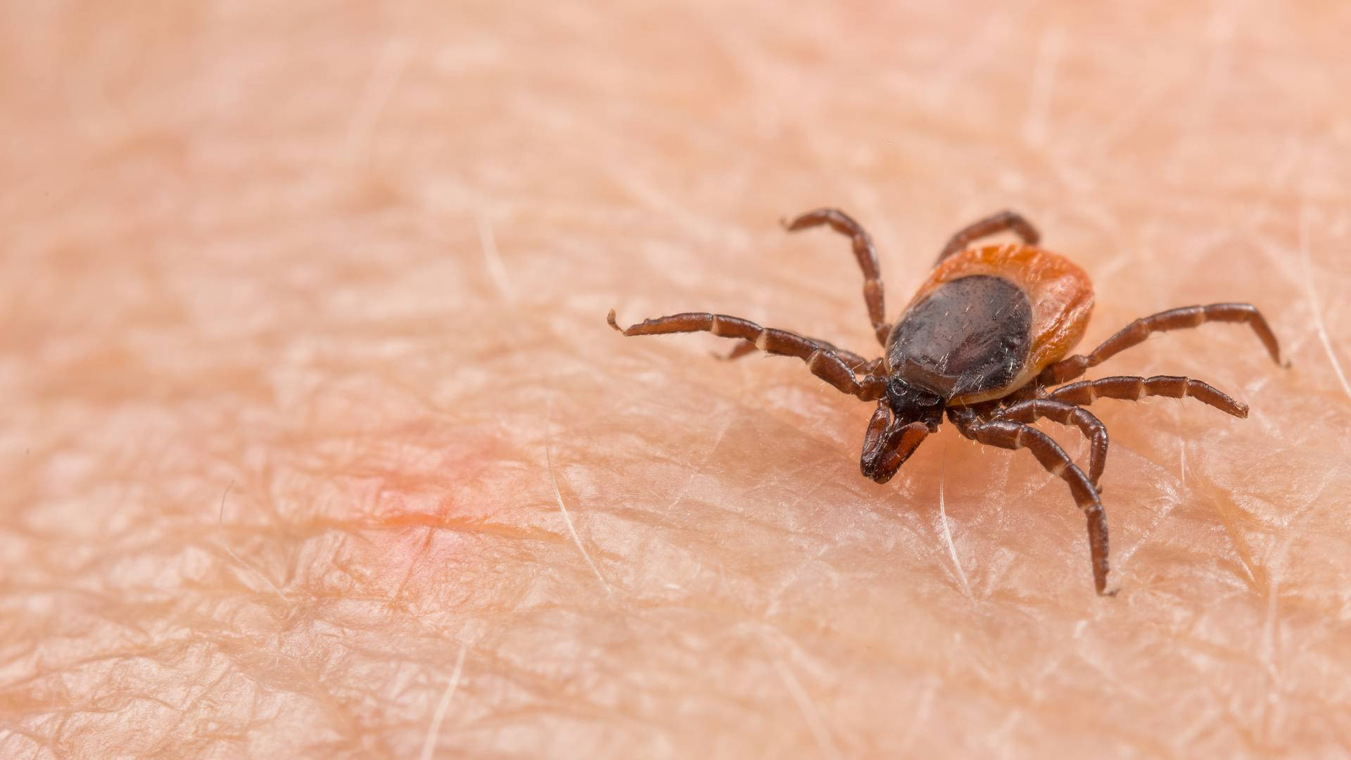 Ticks use static electricity to jump on faraway hosts