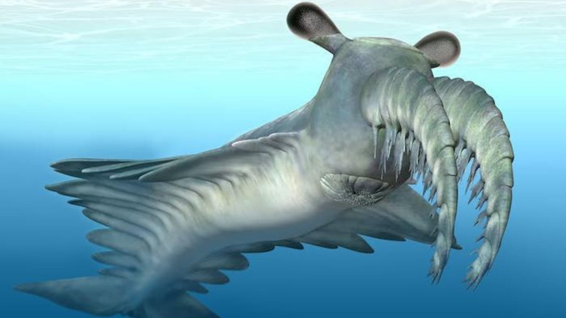 Biomechanics reveal 508-million-year-old sea monster was surprisingly weak