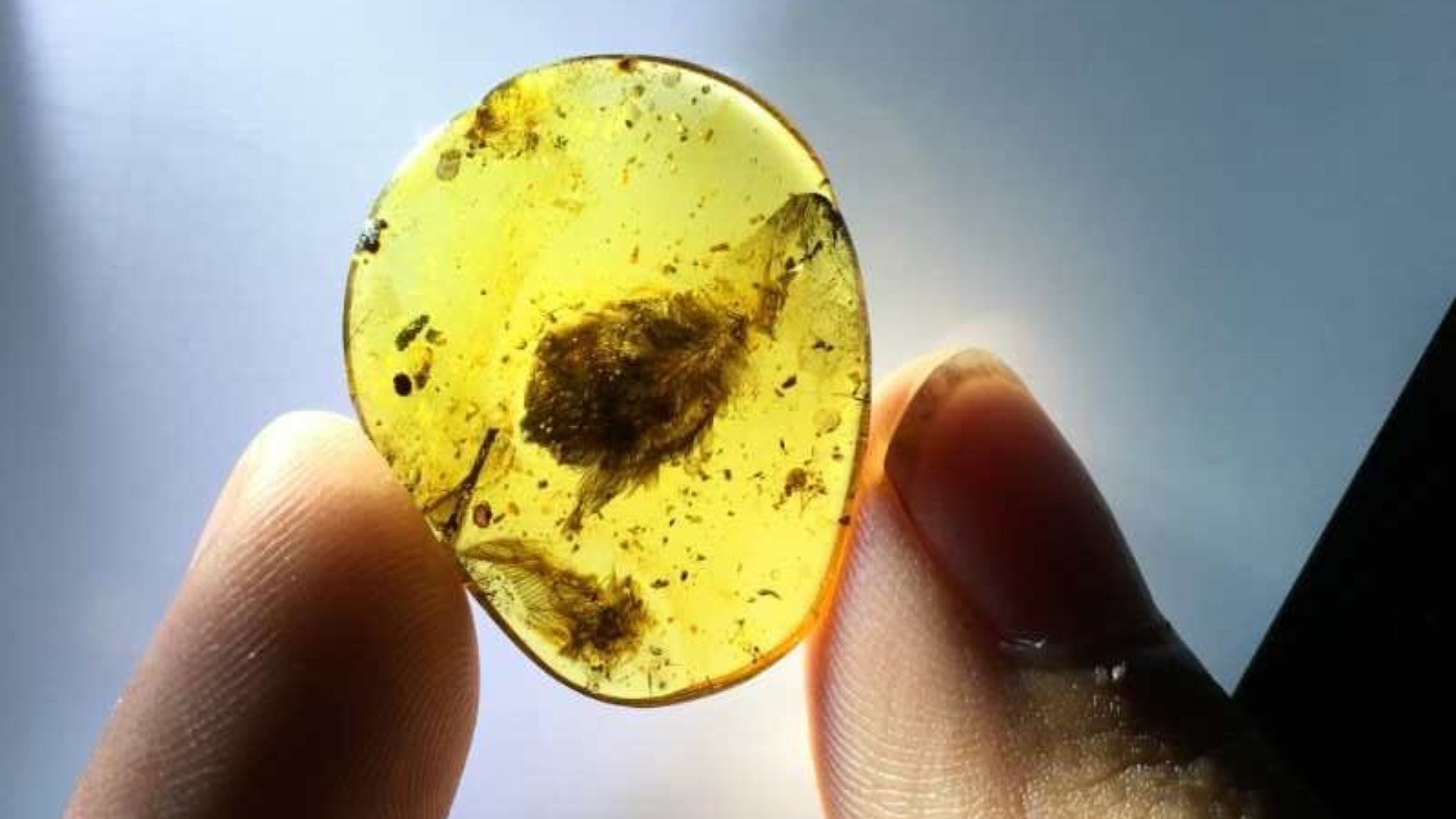 Ancient amber reveals how some birds survived asteroid-induced mass ...
