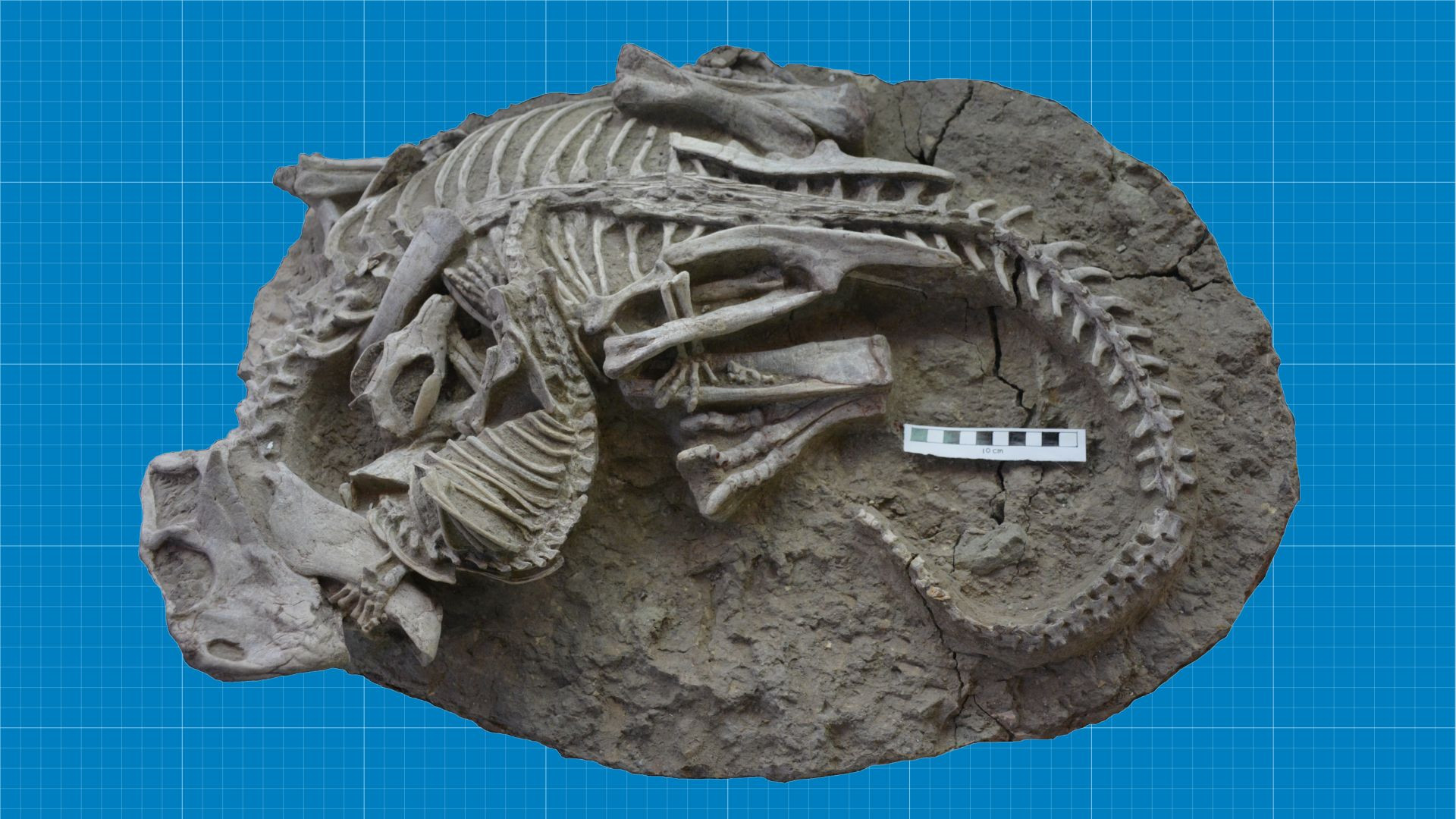 Rare 125 million-year-old fossil shows mammal eating a dinosaur alive
