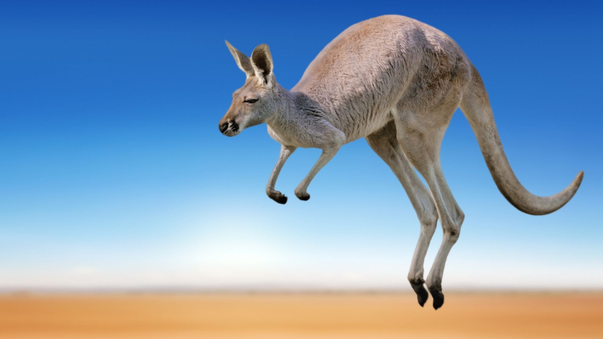 Kangaroo tendons may offer an ideal replacement for damaged human ligaments