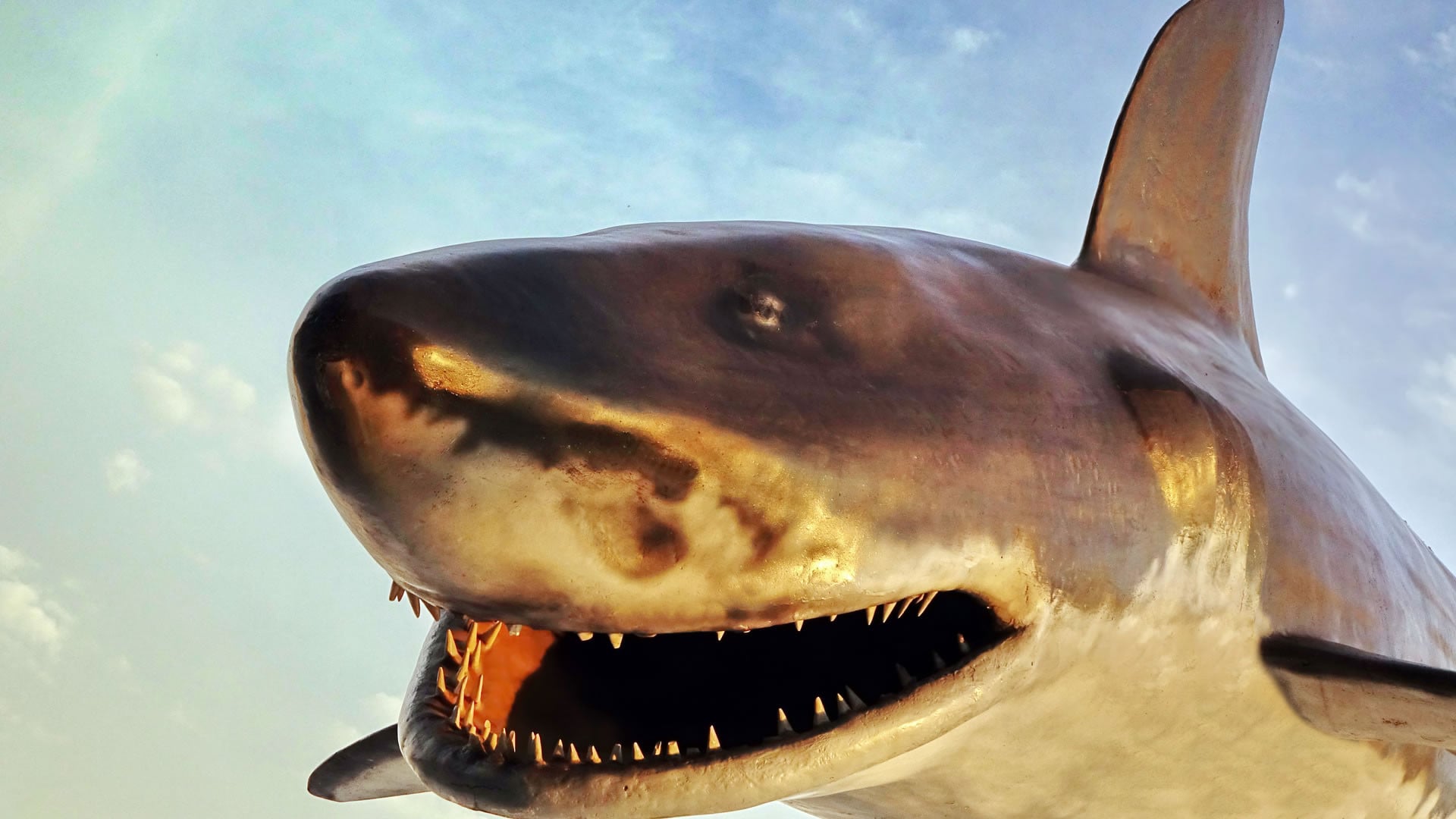 Sharks on crack is now a thing, according to research