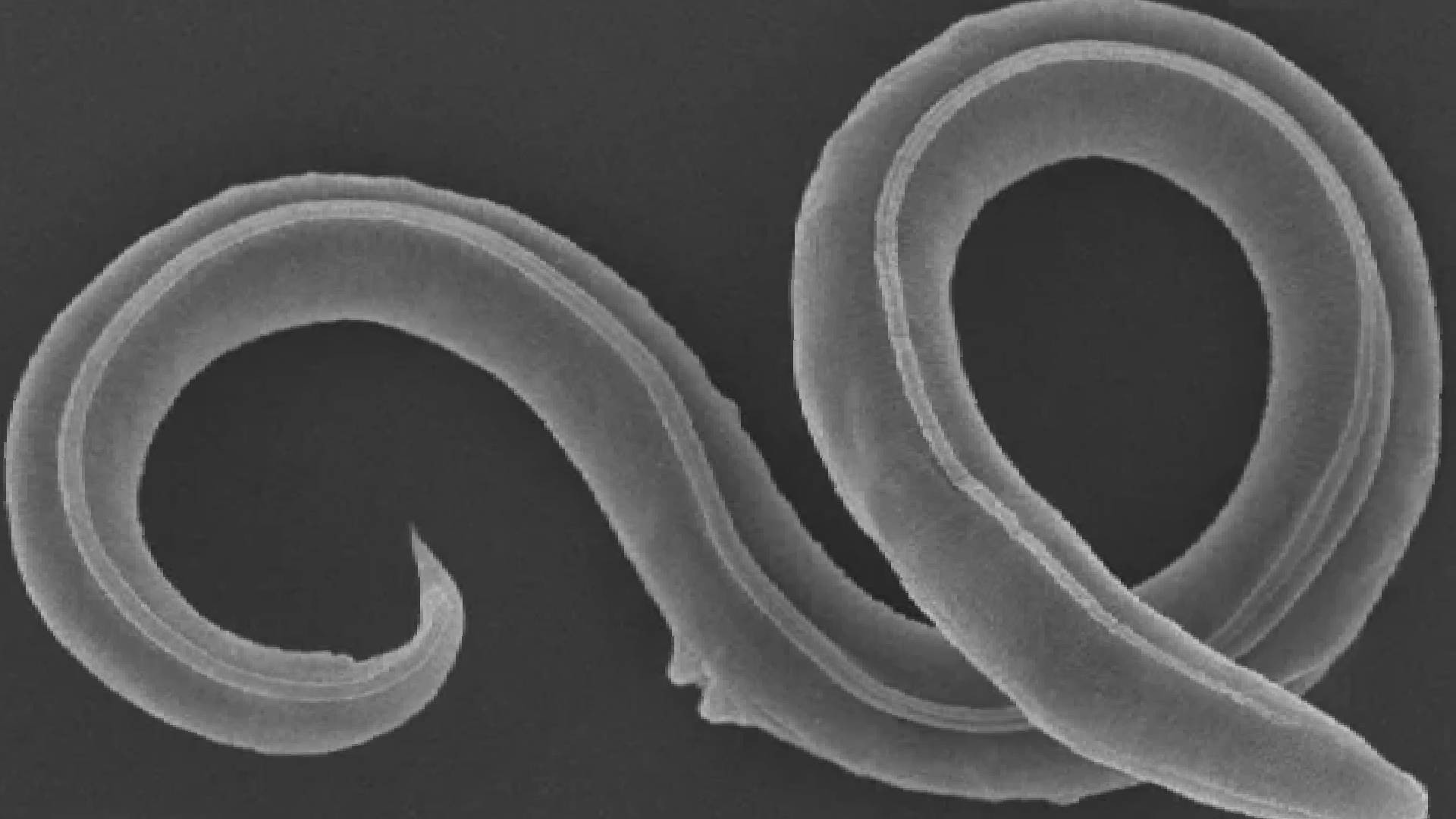 Scientists bring back to life worm frozen for 46,000 years