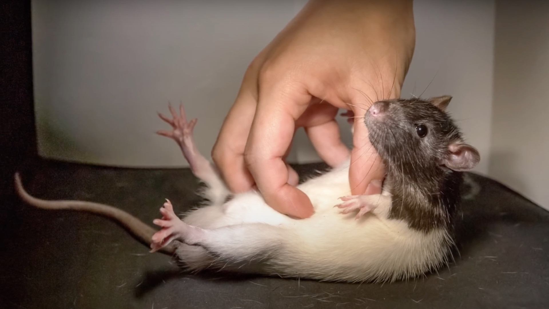 When rats giggle, which part of their brains light up? Scientists find out