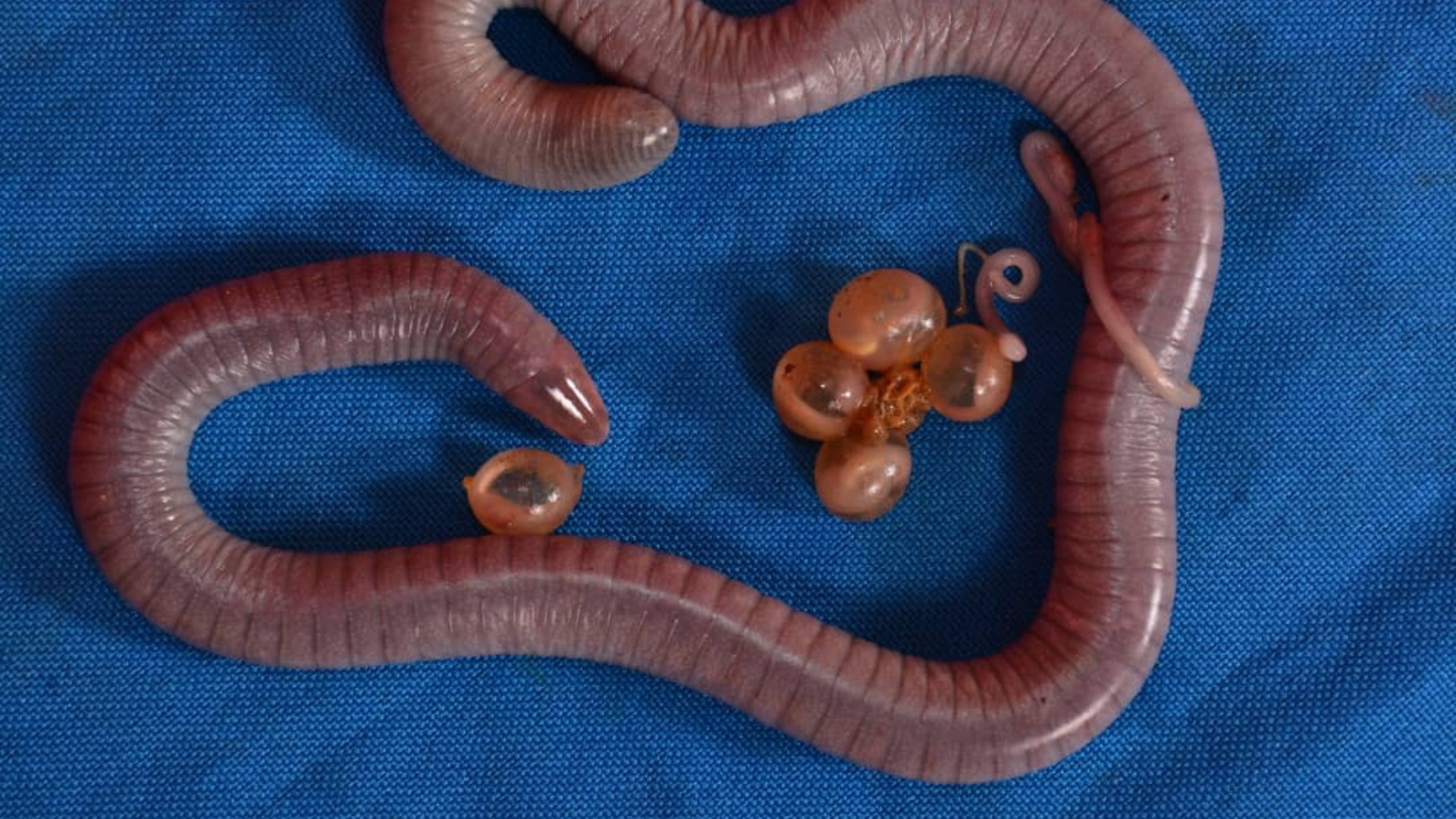 First evidence of amphibians passing microbes to their offspring ...