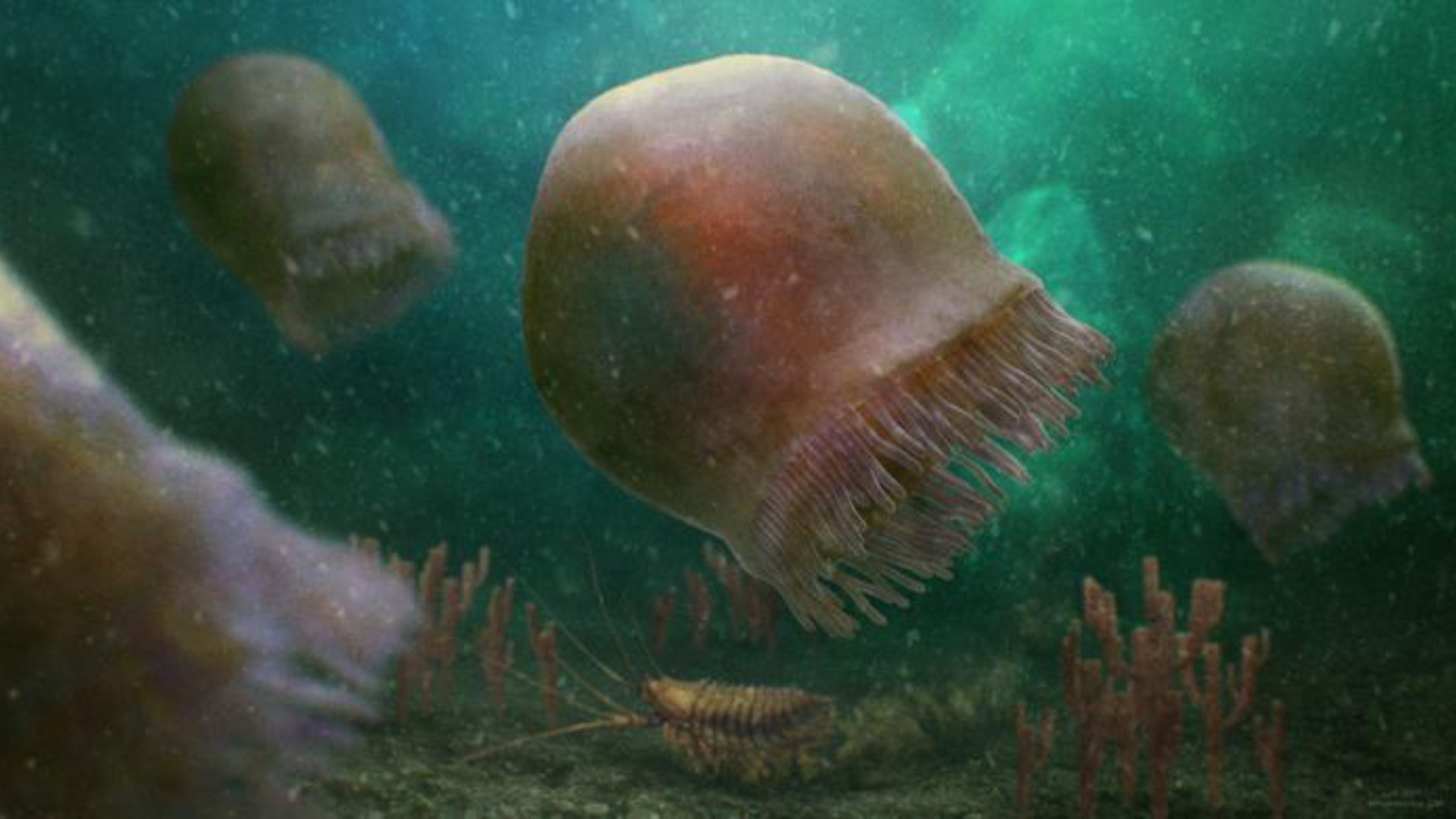 Oldest swimming jellyfish species identified from rare 505 million-year ...