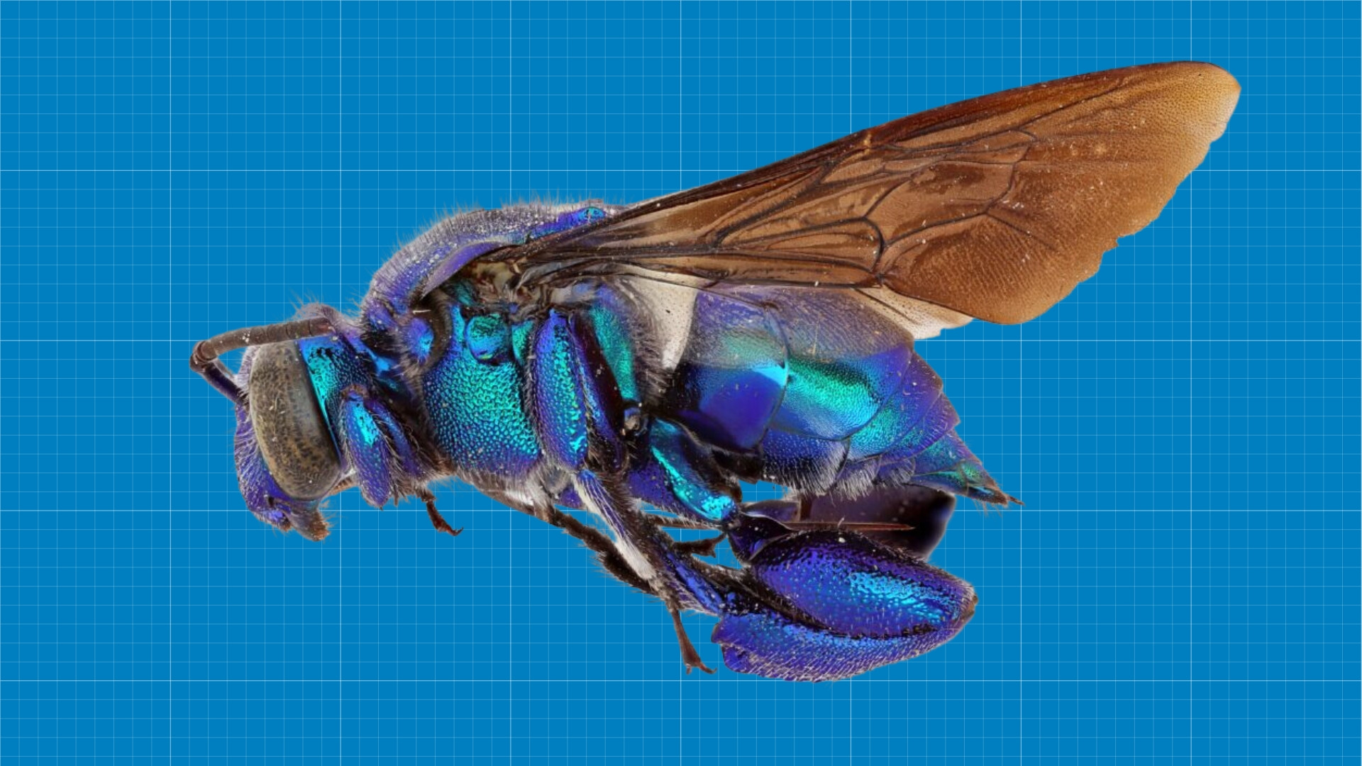 Bees survived dinosaur wipe out, they emerged over 120 million years ago