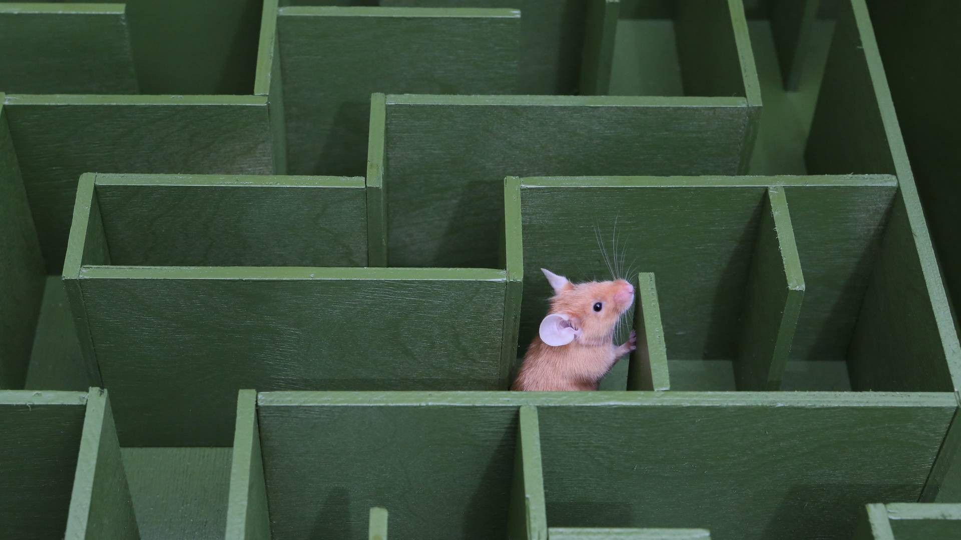 Head-mounted robot allows mice to be tracked while moving