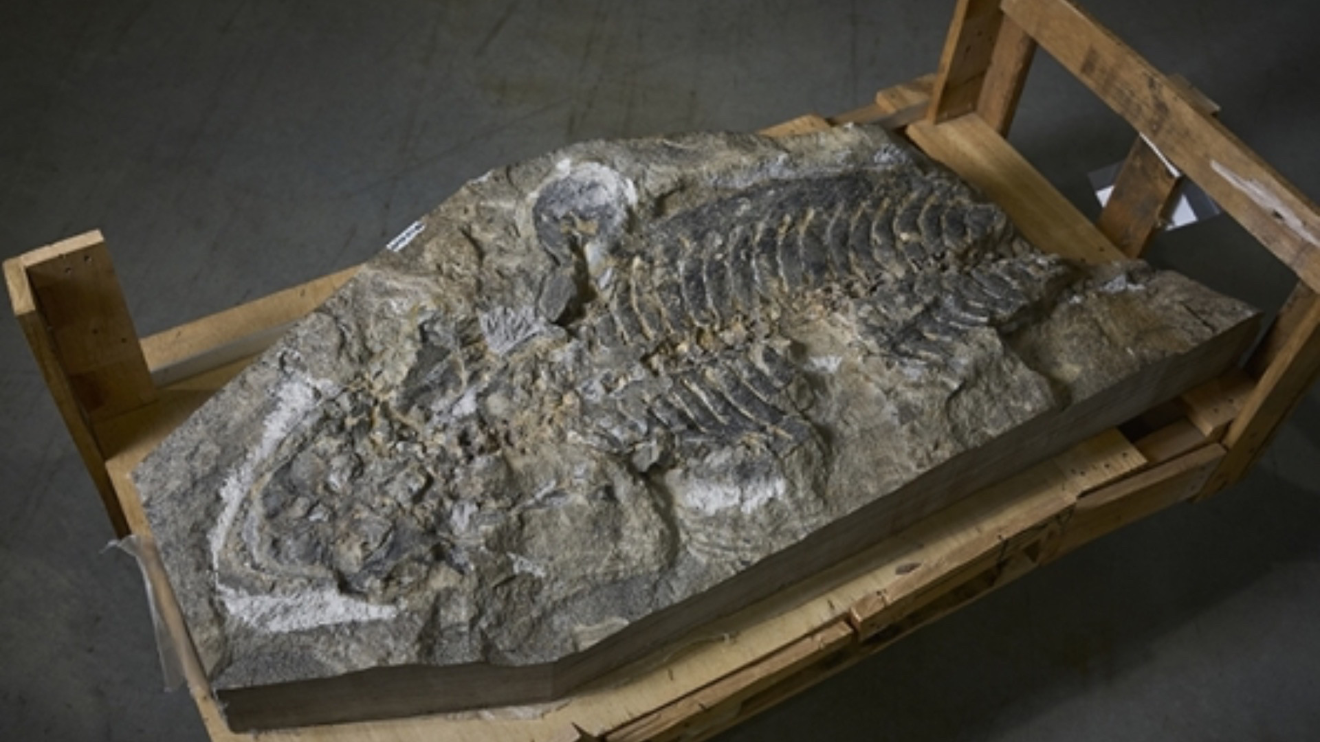 Fossil of ancient lizard-like creature unearthed in Australia