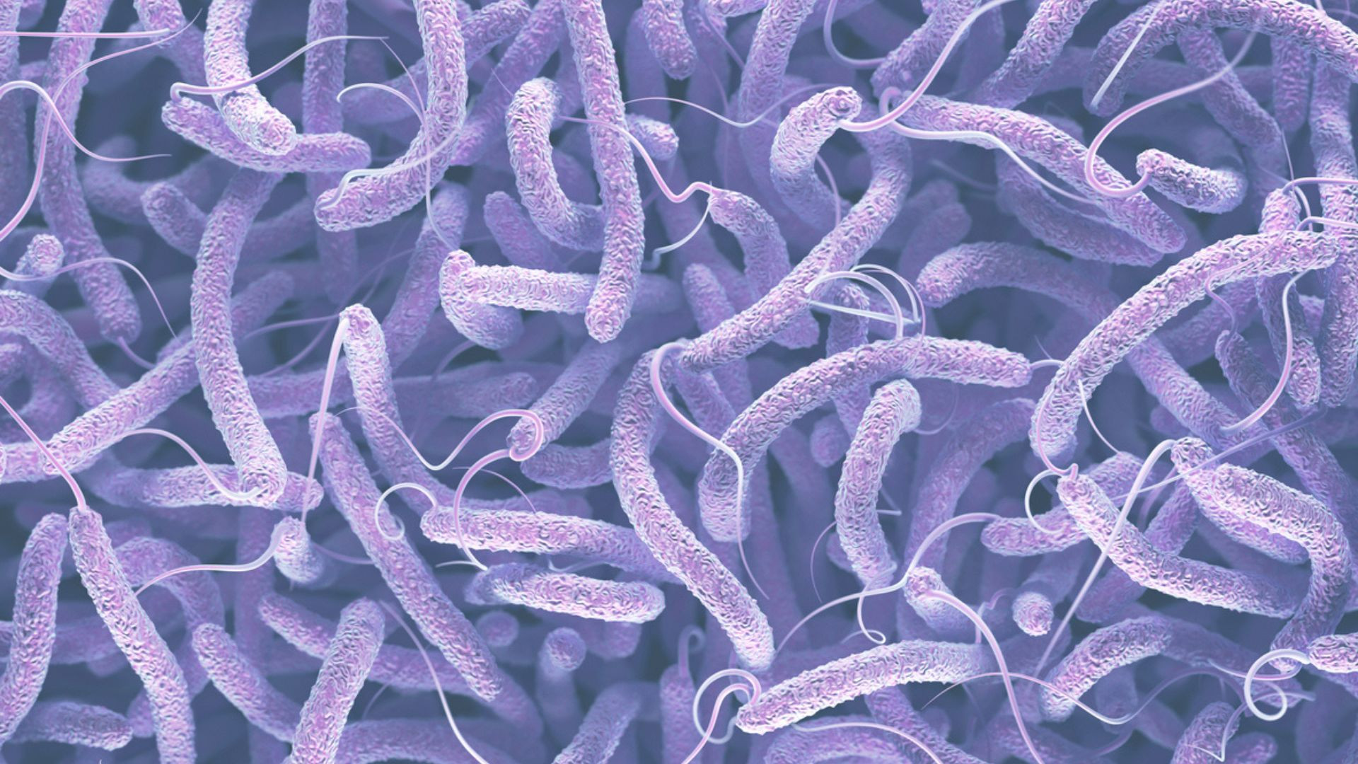 Vibrio vulnificus caused 3 deaths in NY and Connecticut