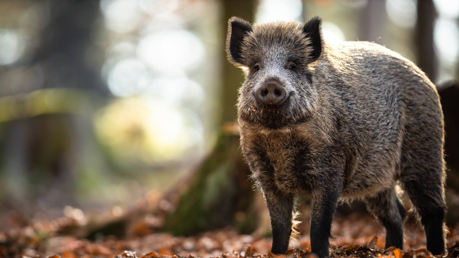 Study finds Cold War guilty for radioactive wild boars
