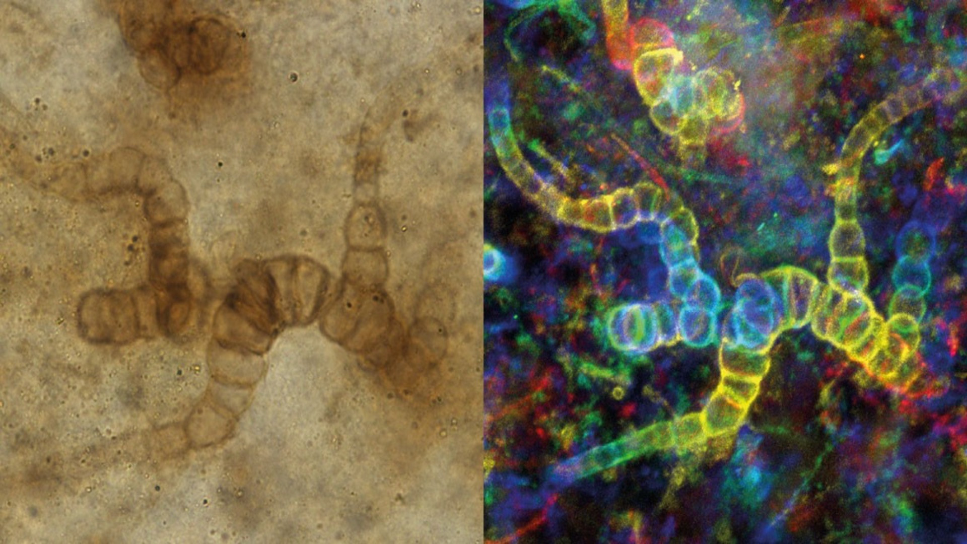 407-million-year-old bacteria species were first to colonize land