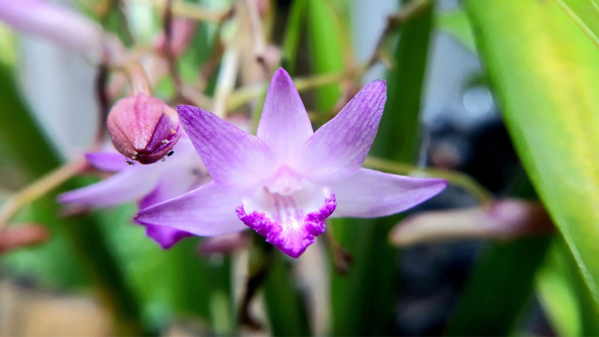 Science reveals flowering plants survived K-Pg extinction